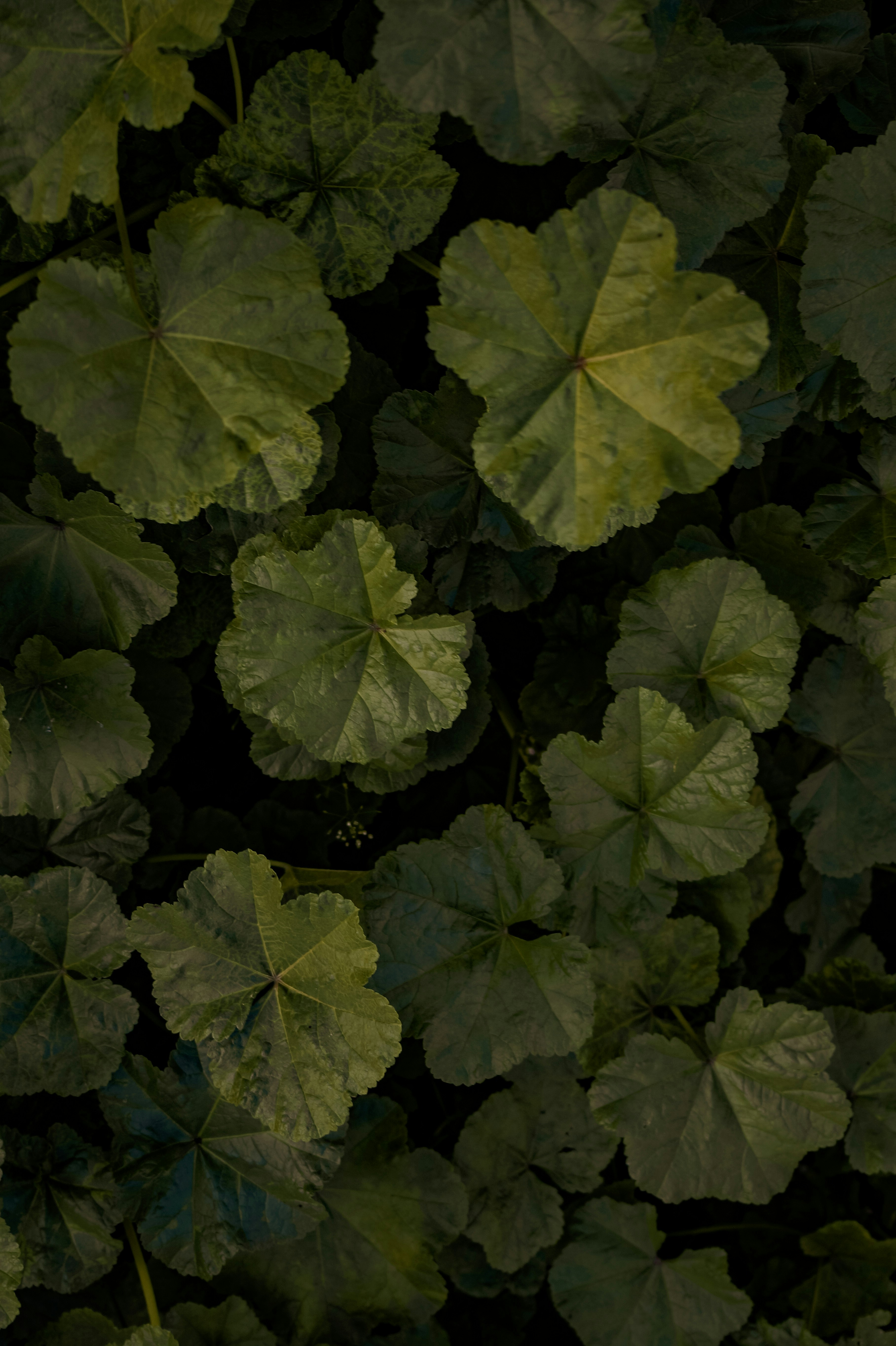 A close up of a flower garden photo – Free Autumn ridge middle school ...