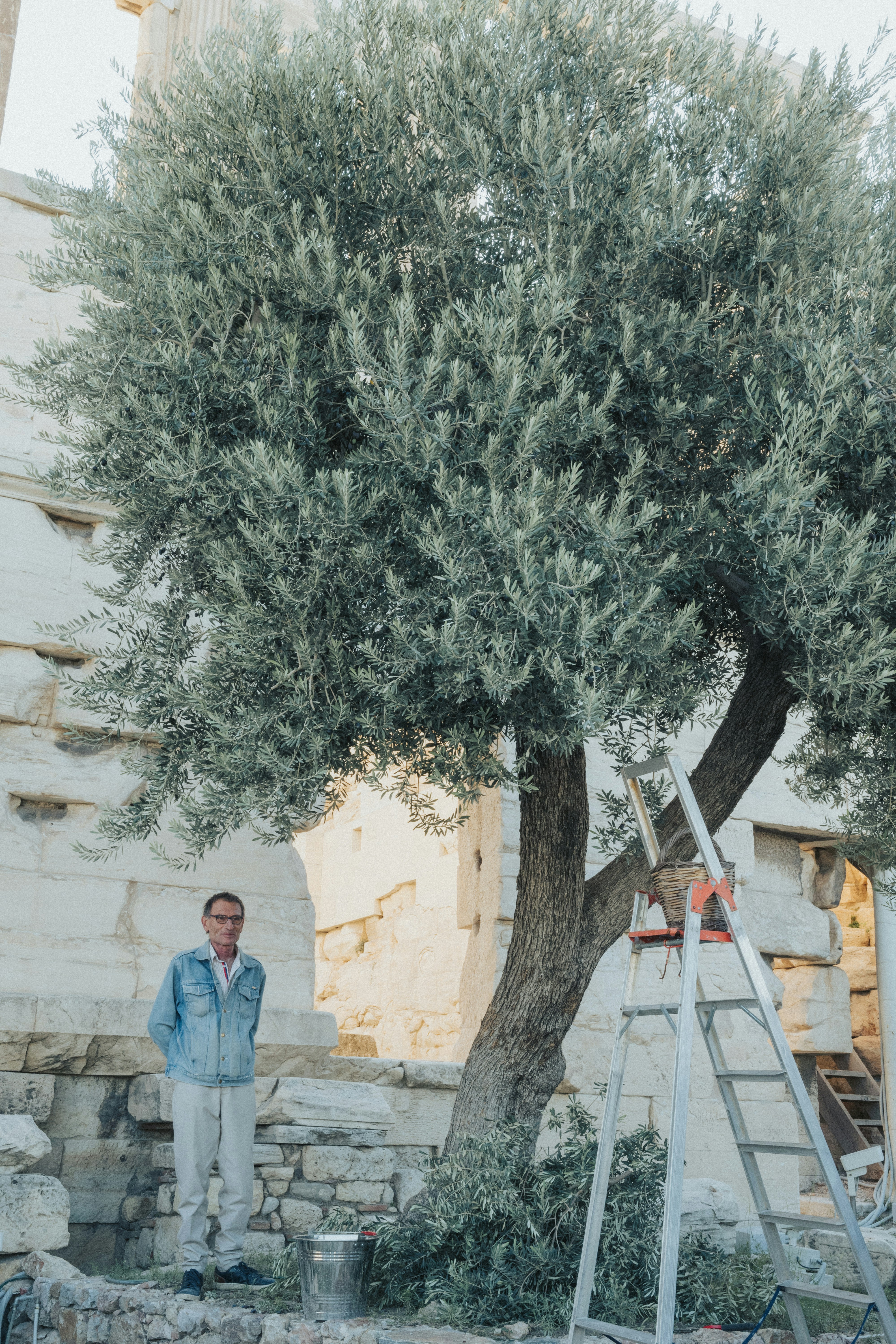 Tree of Calm Overlook: A Worker Beneath a Mature Olive Tree