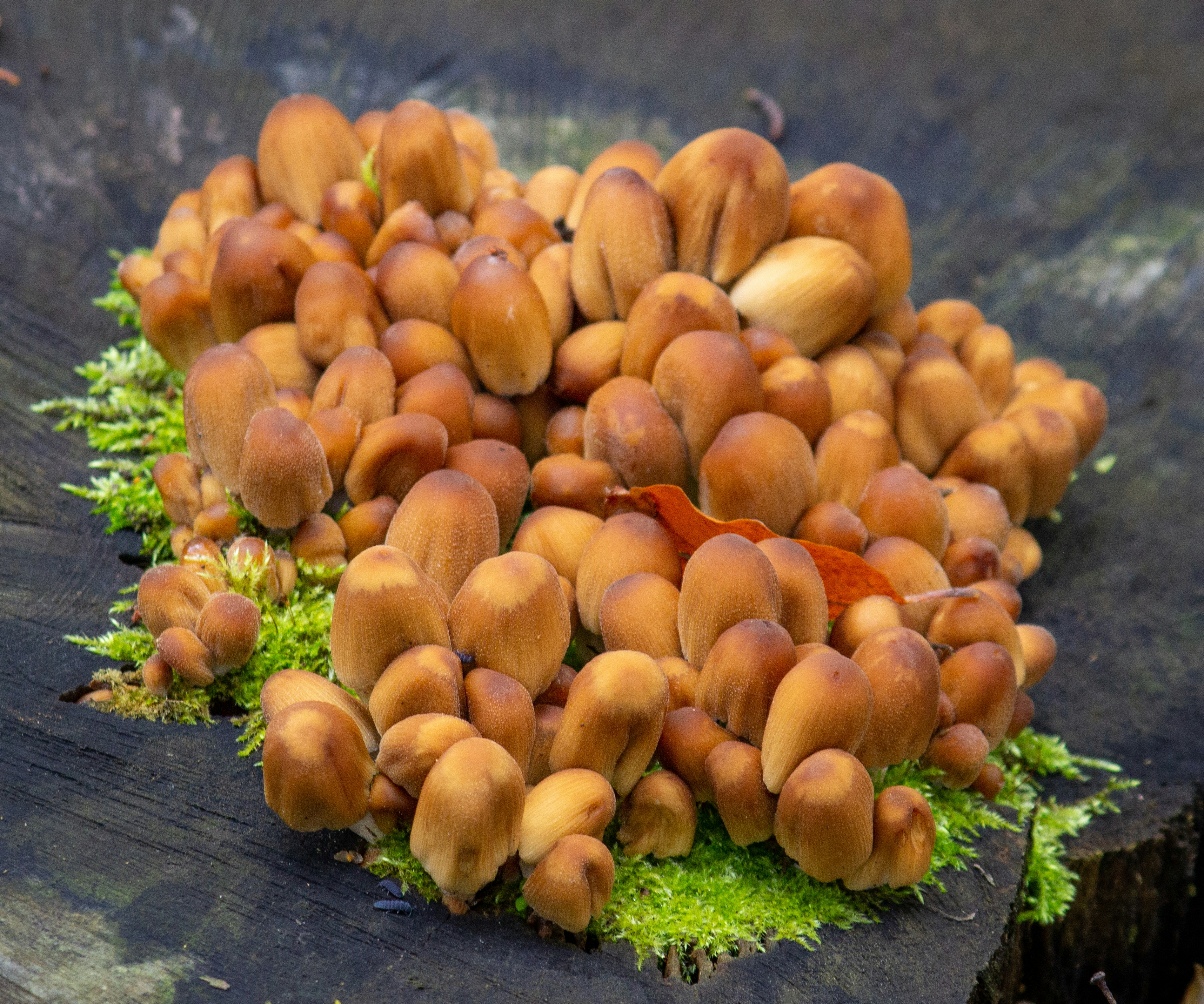 Bronze Mushroom Colony Nestled on Mossy Log: A Quiet Forest Micro-habitat
