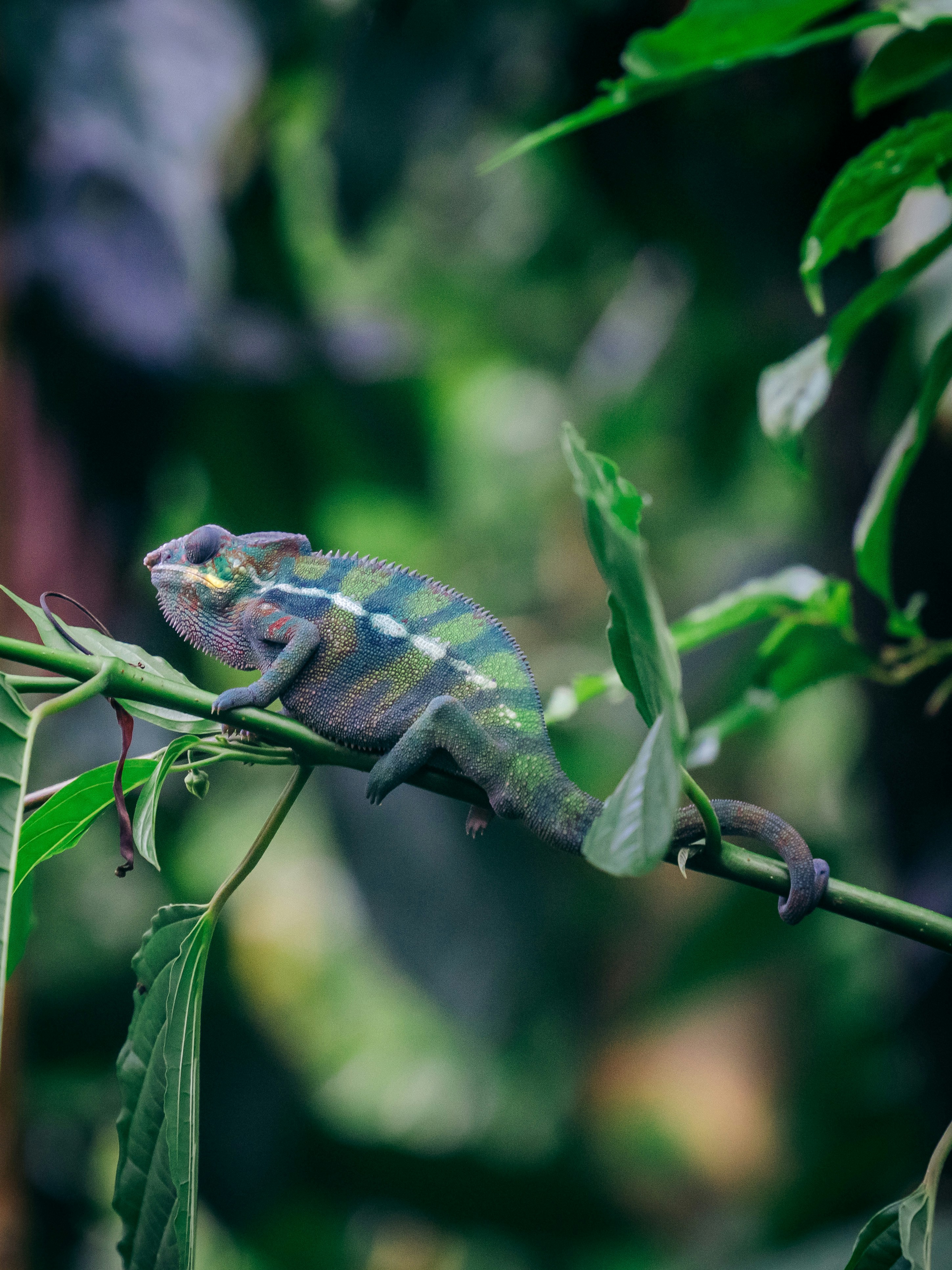 Emerald Chameleon on a Quiet Branch in Dappled Green Light