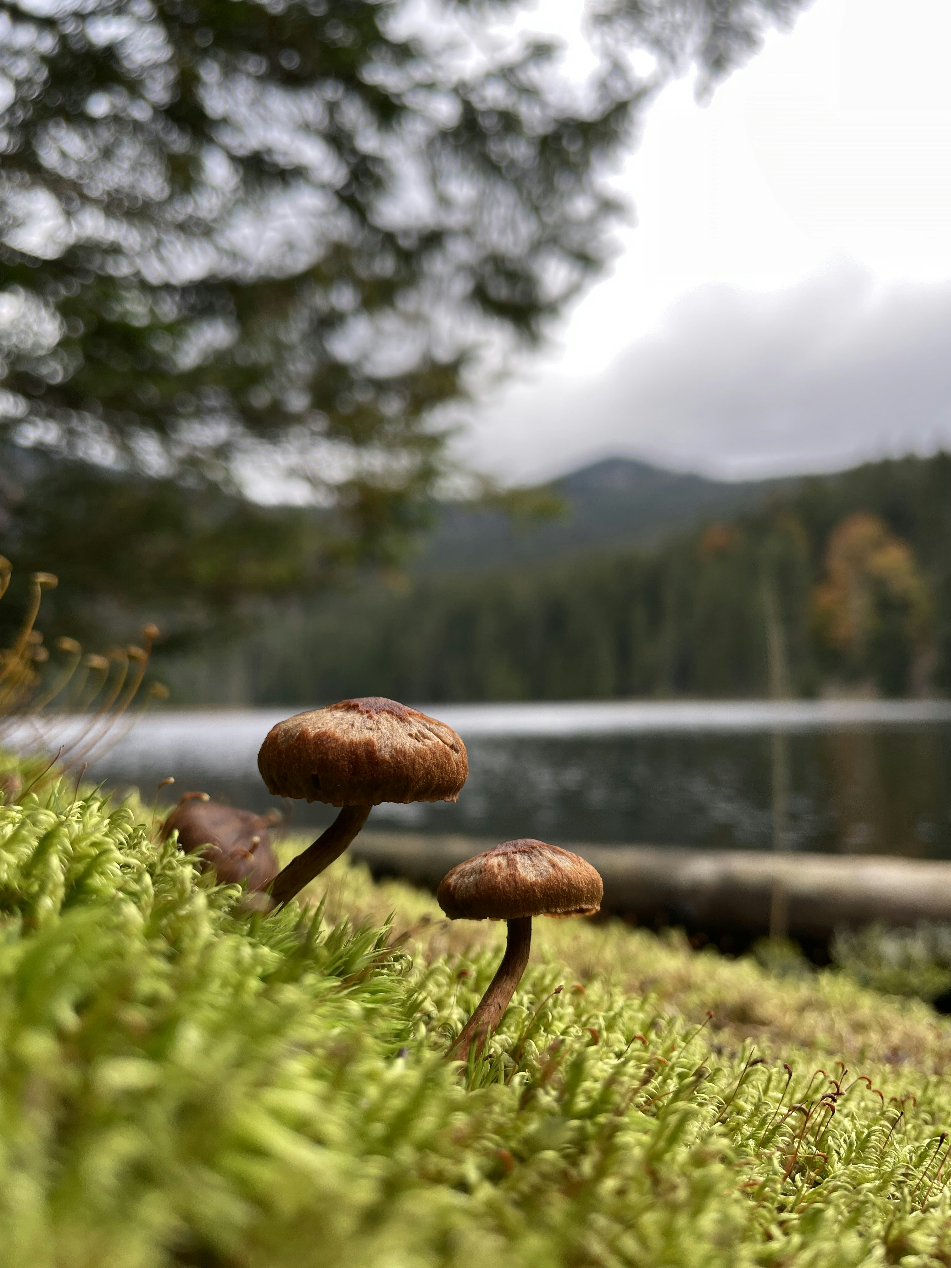 Two Brown-Capped Sentinels along a Mossy Shore by a Quiet Lake