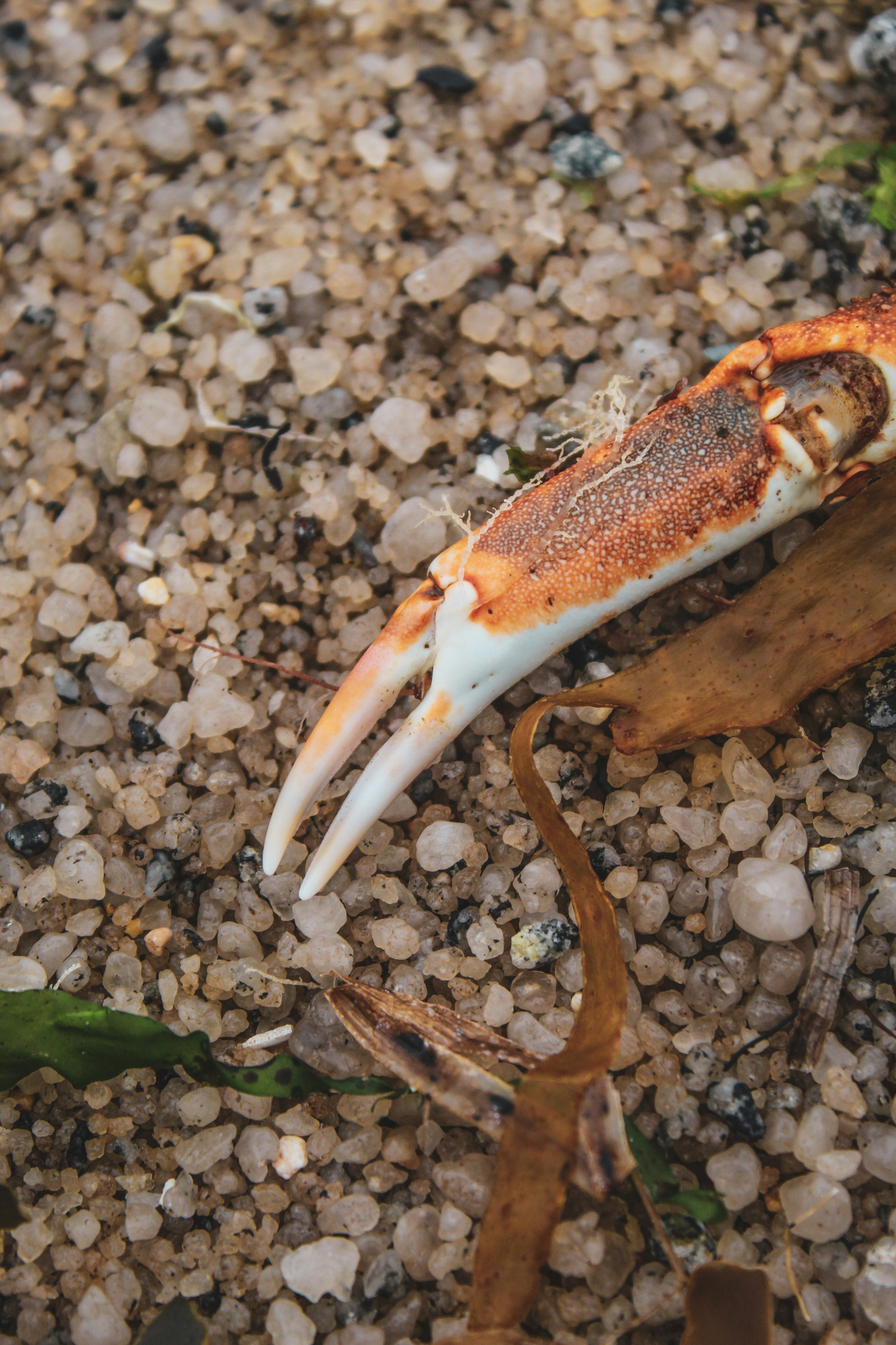 Amber Claw on Pebble Shore: A Close-Up of Coastal Texture