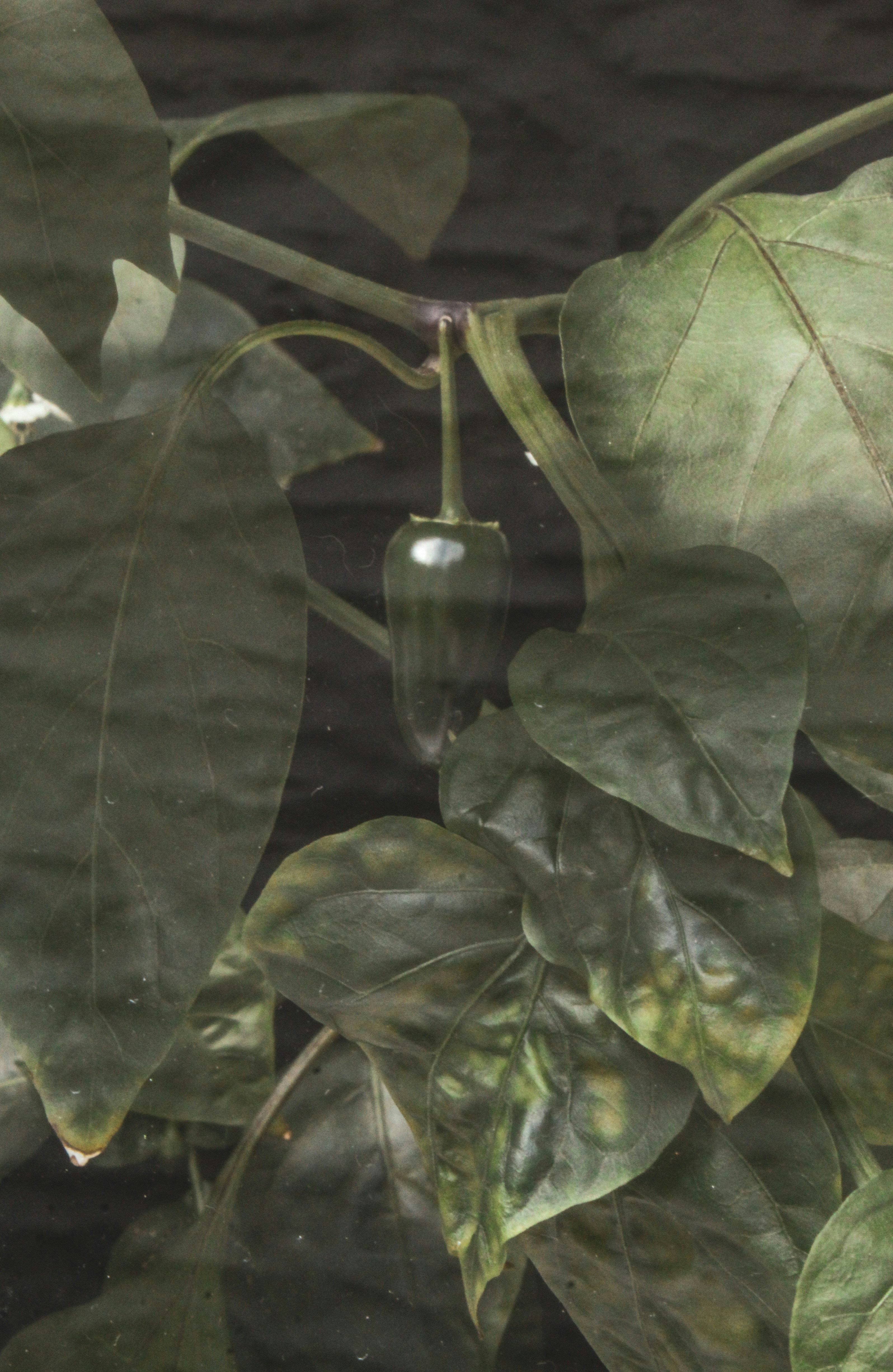 Emerald Pepper Pendant Nestled in Velvet Leaf Shadow