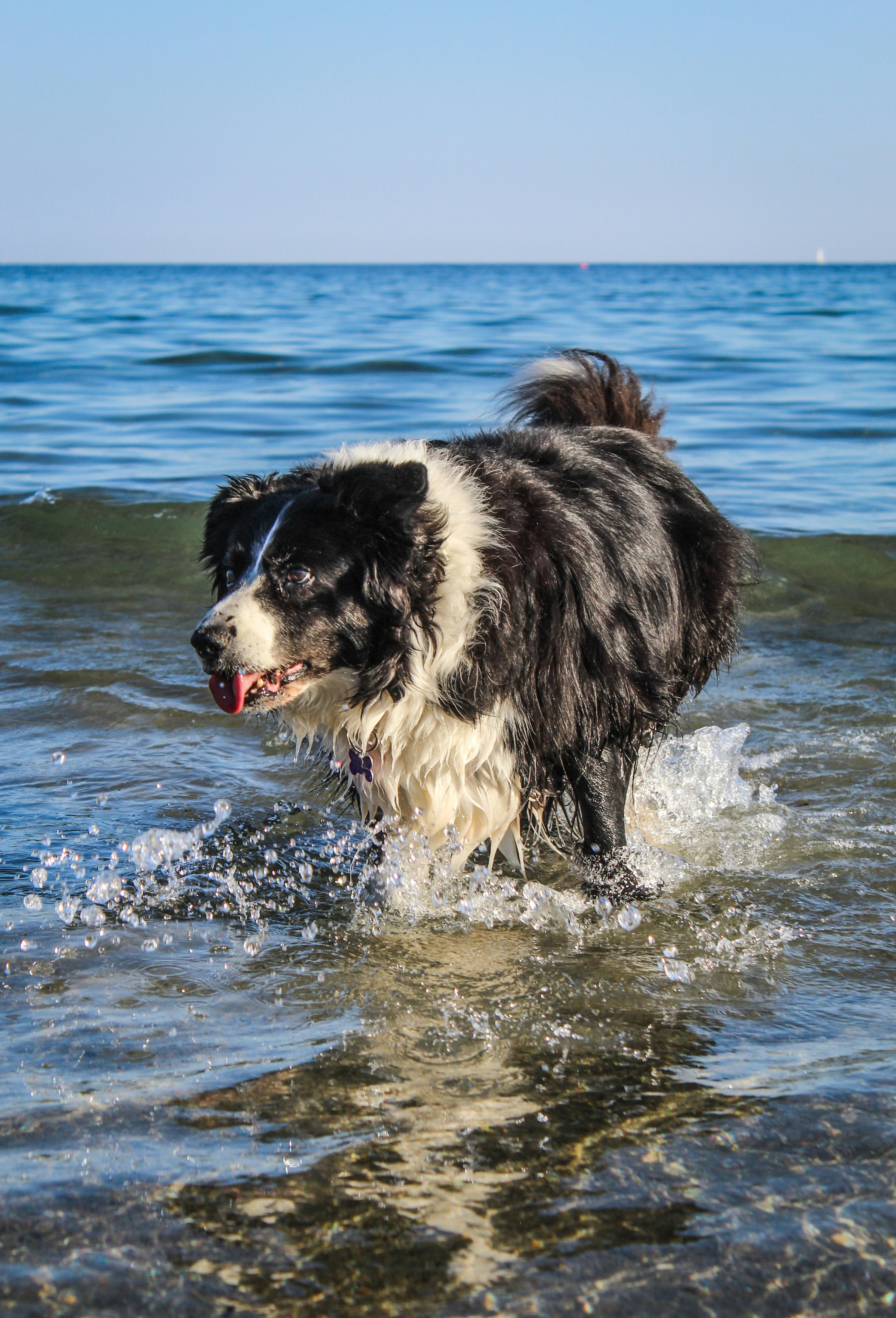 A dog running through water photo – Free Animal Image on Unsplash