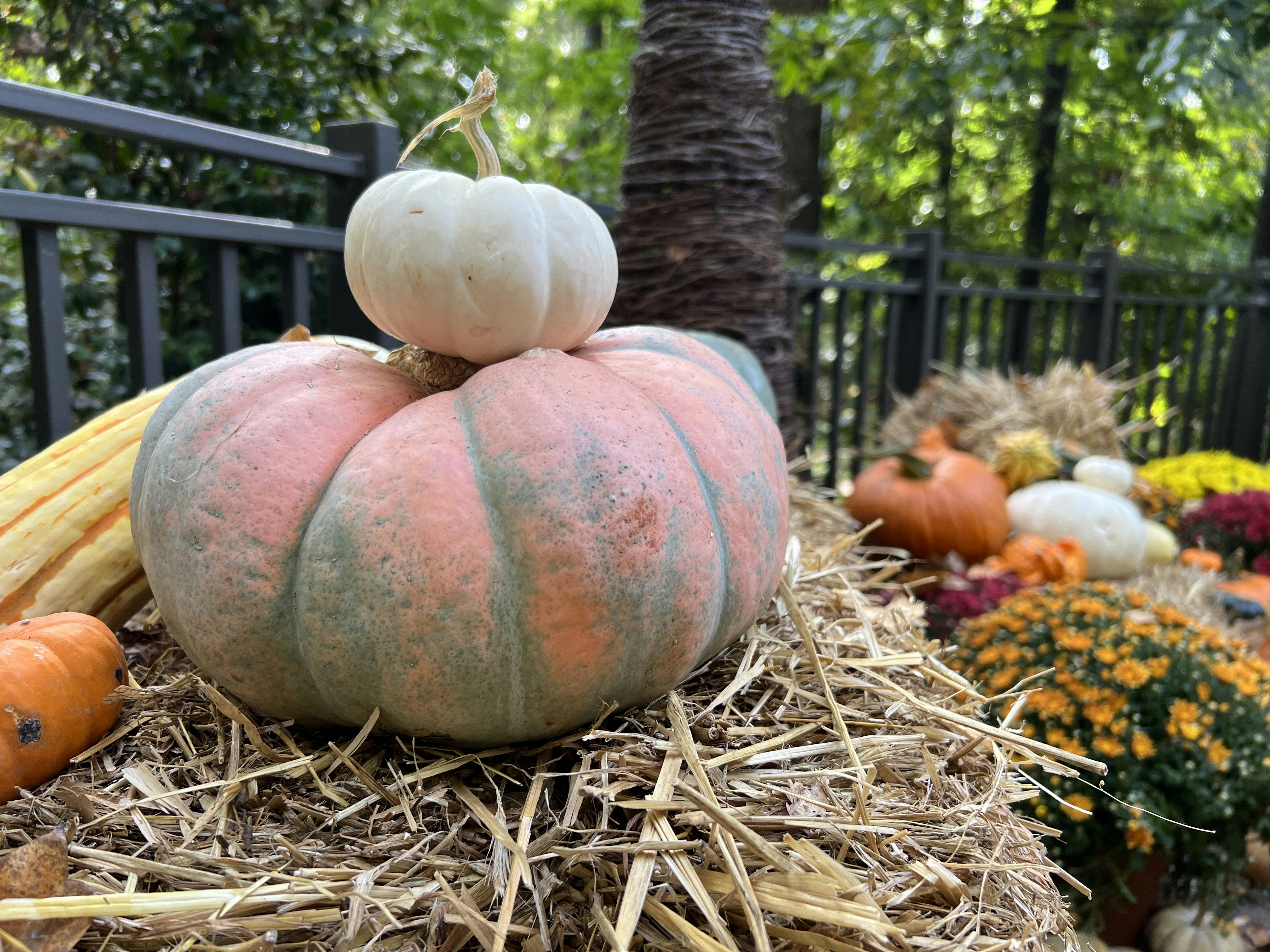 Harvested Pumpkin Display: A Stacked Parade of Gourds