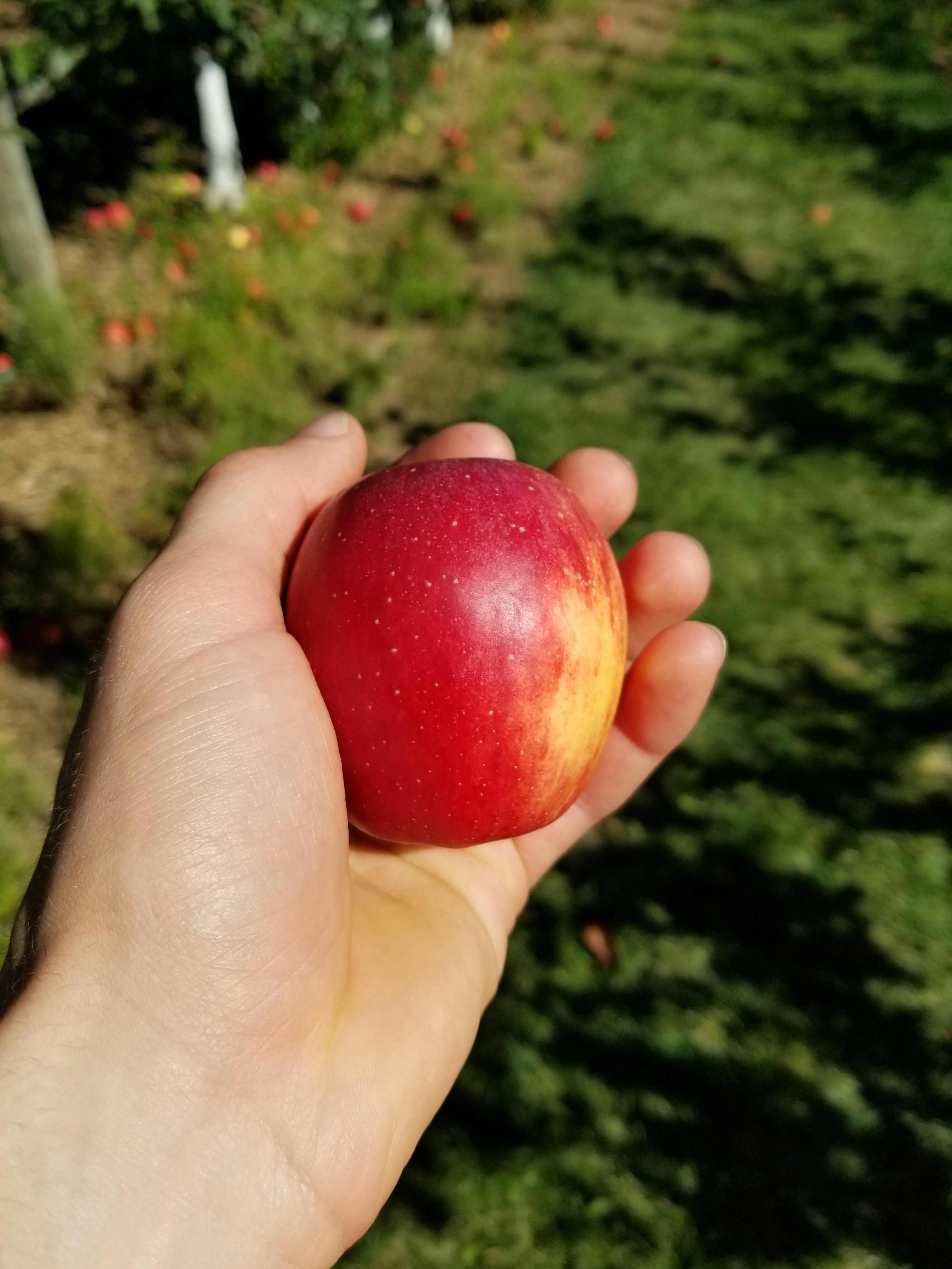 Crimson Bite in Sunlight: Hand-Held Apple with a Garden Backdrop