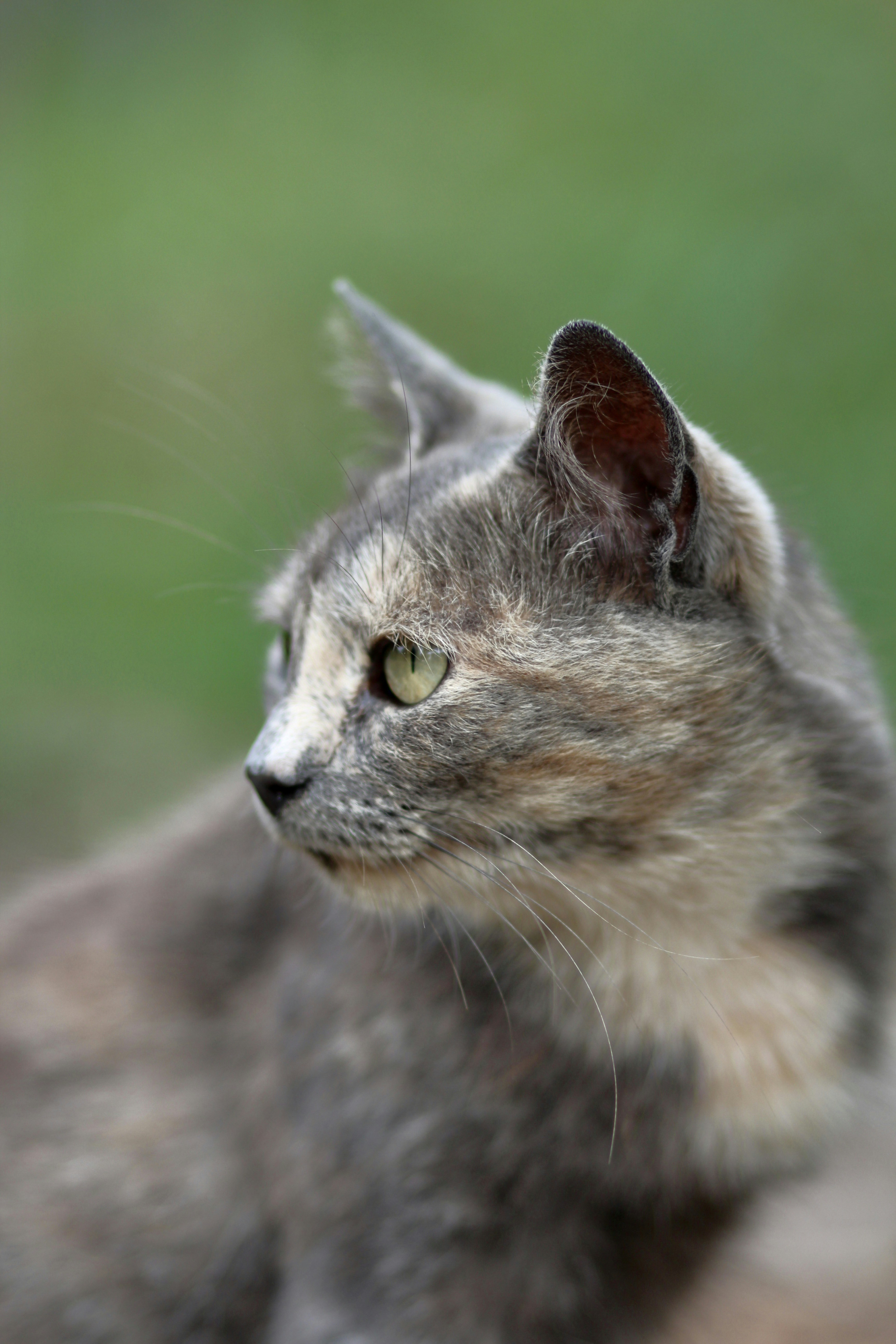A close-up of a calico cat looking off to the side, with a soft-focus background highlighting its unique fur patterns and striking green eyes.