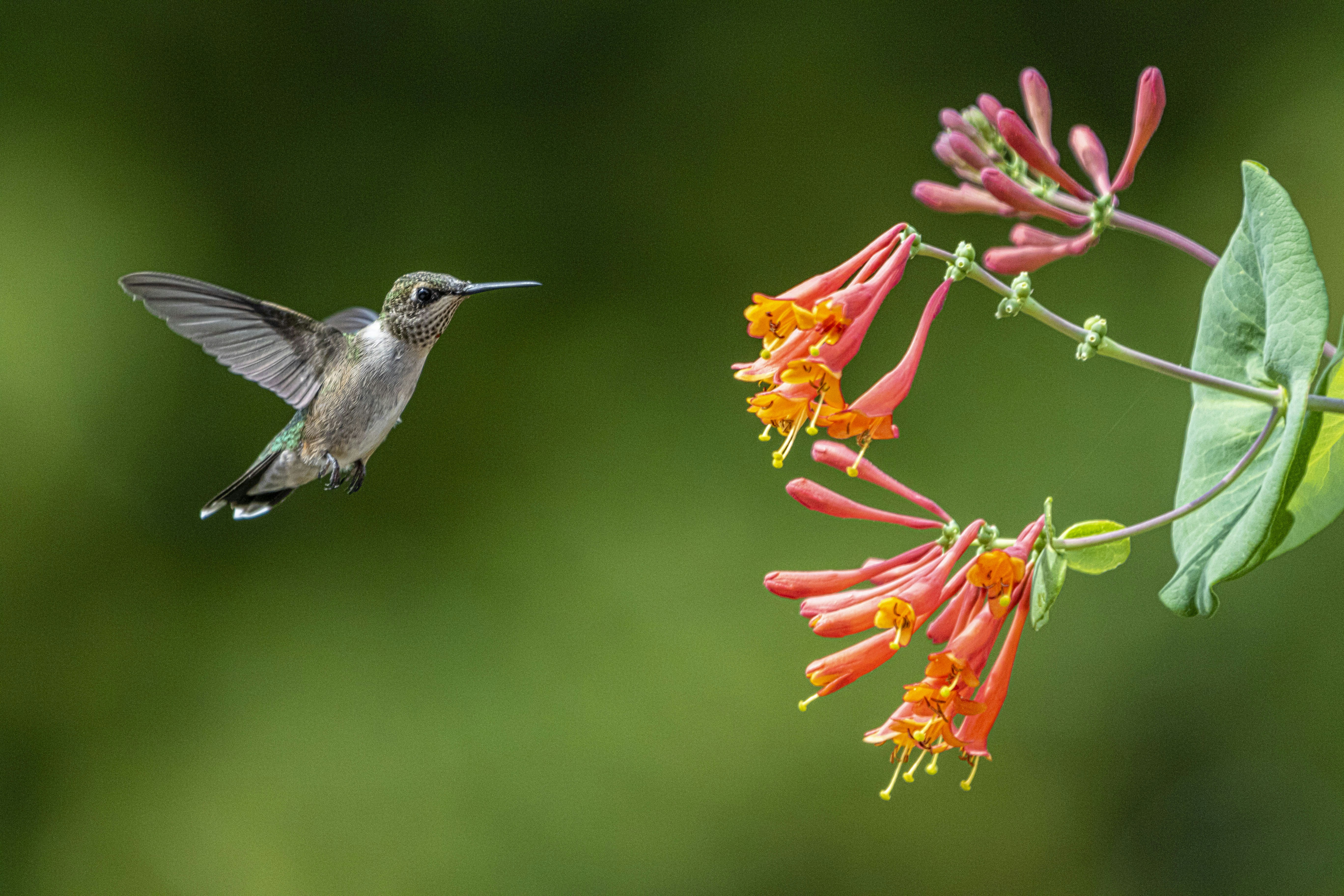 A hummingbird flying over a flower photo – Free Northern ontario Image ...