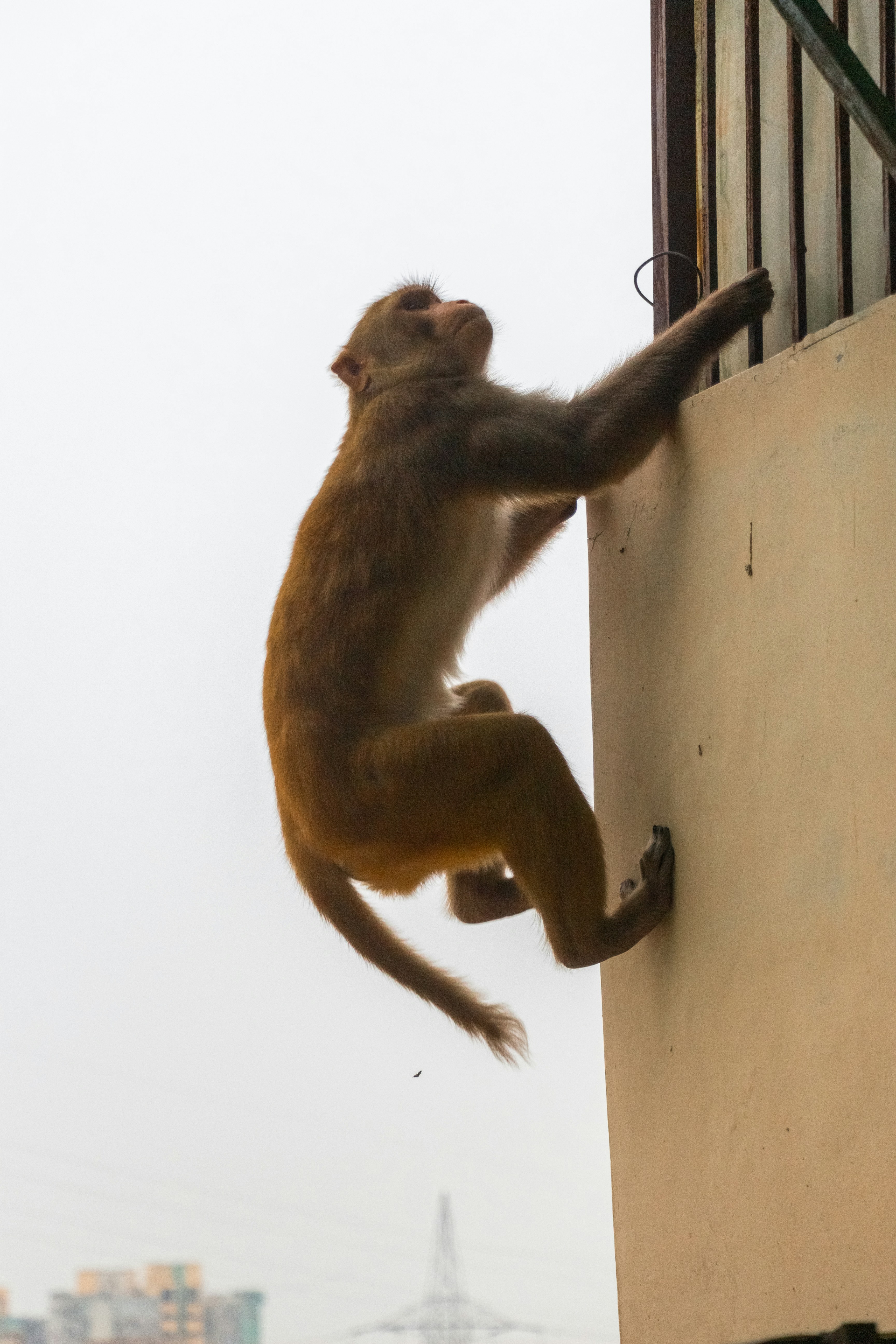 A monkey on a rope photo – Free Mammal Image on Unsplash