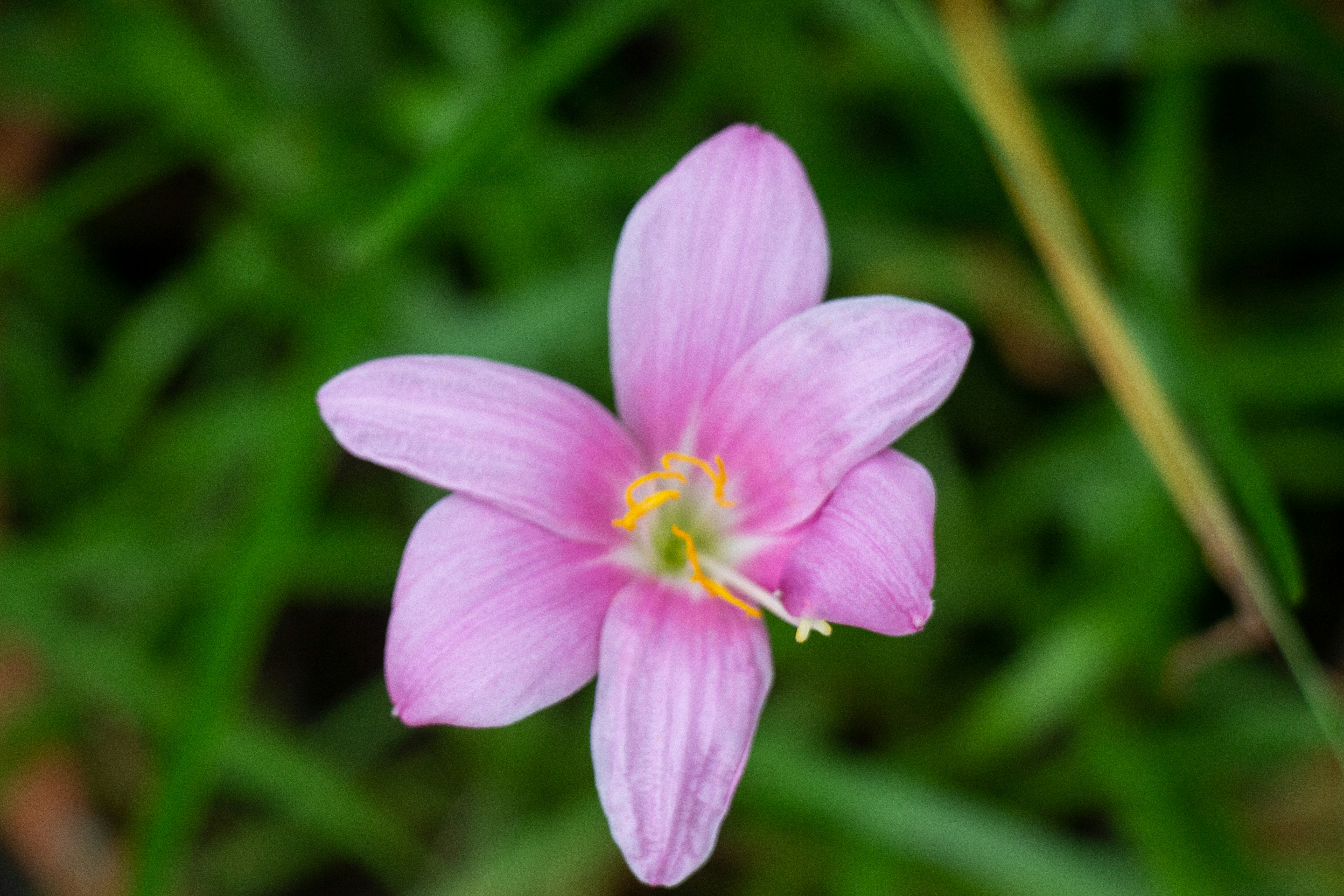 A vibrant pink flower stands out against a backdrop of rich green grass, showcasing its intricate petals and yellow stamen.