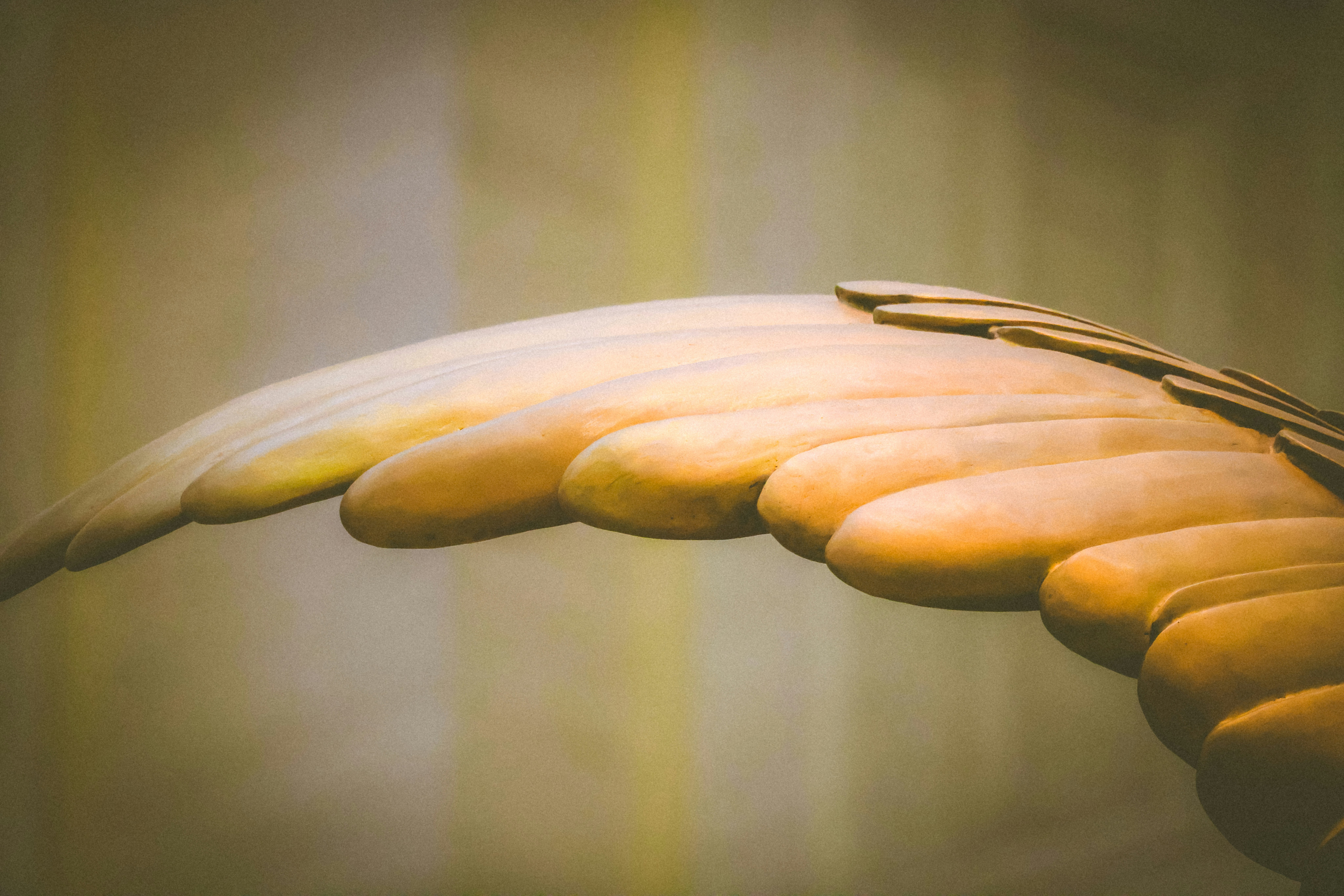 Curved Amber Feathers: a Close-Up of a Bird's Wing