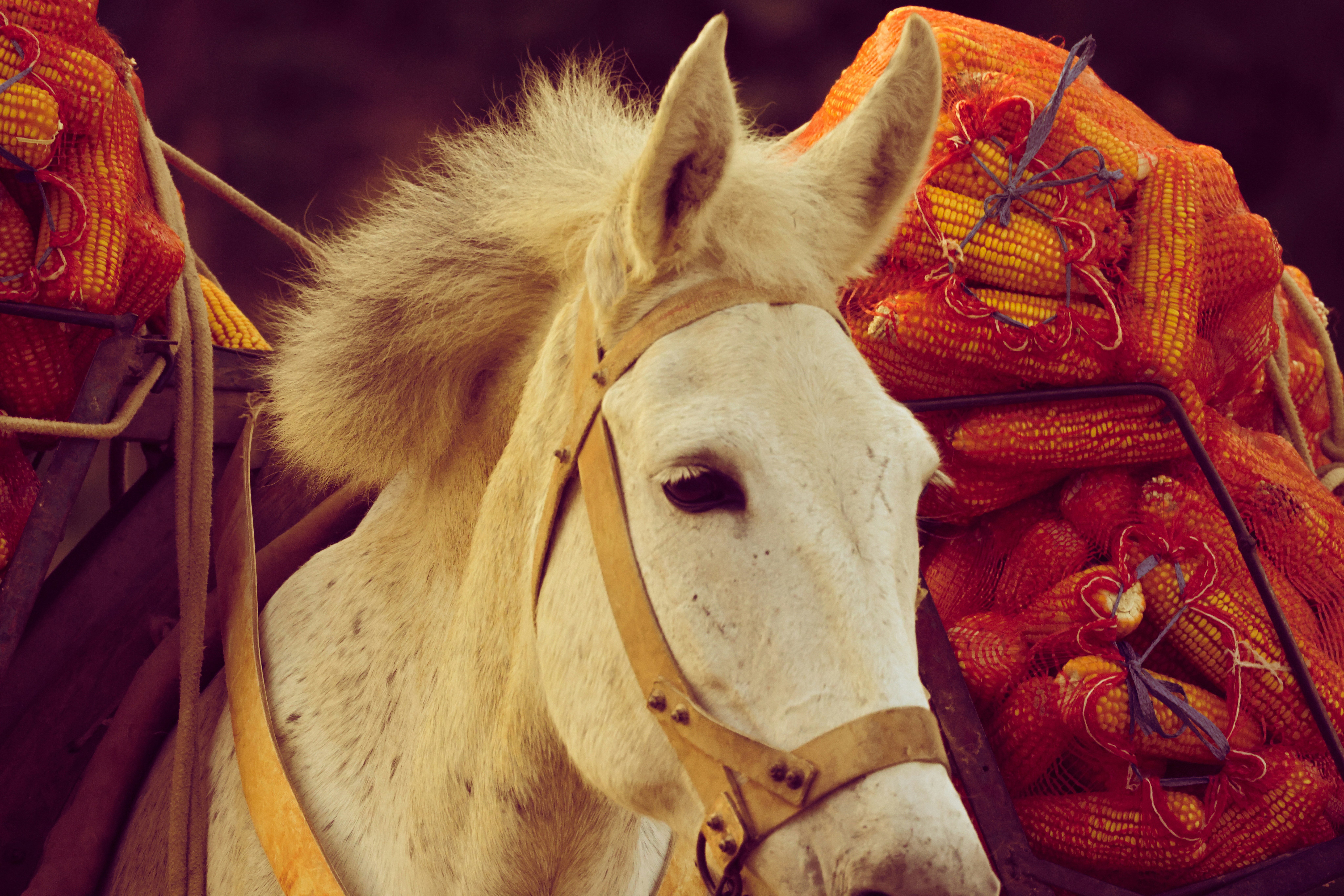 a white horse with a red blanket