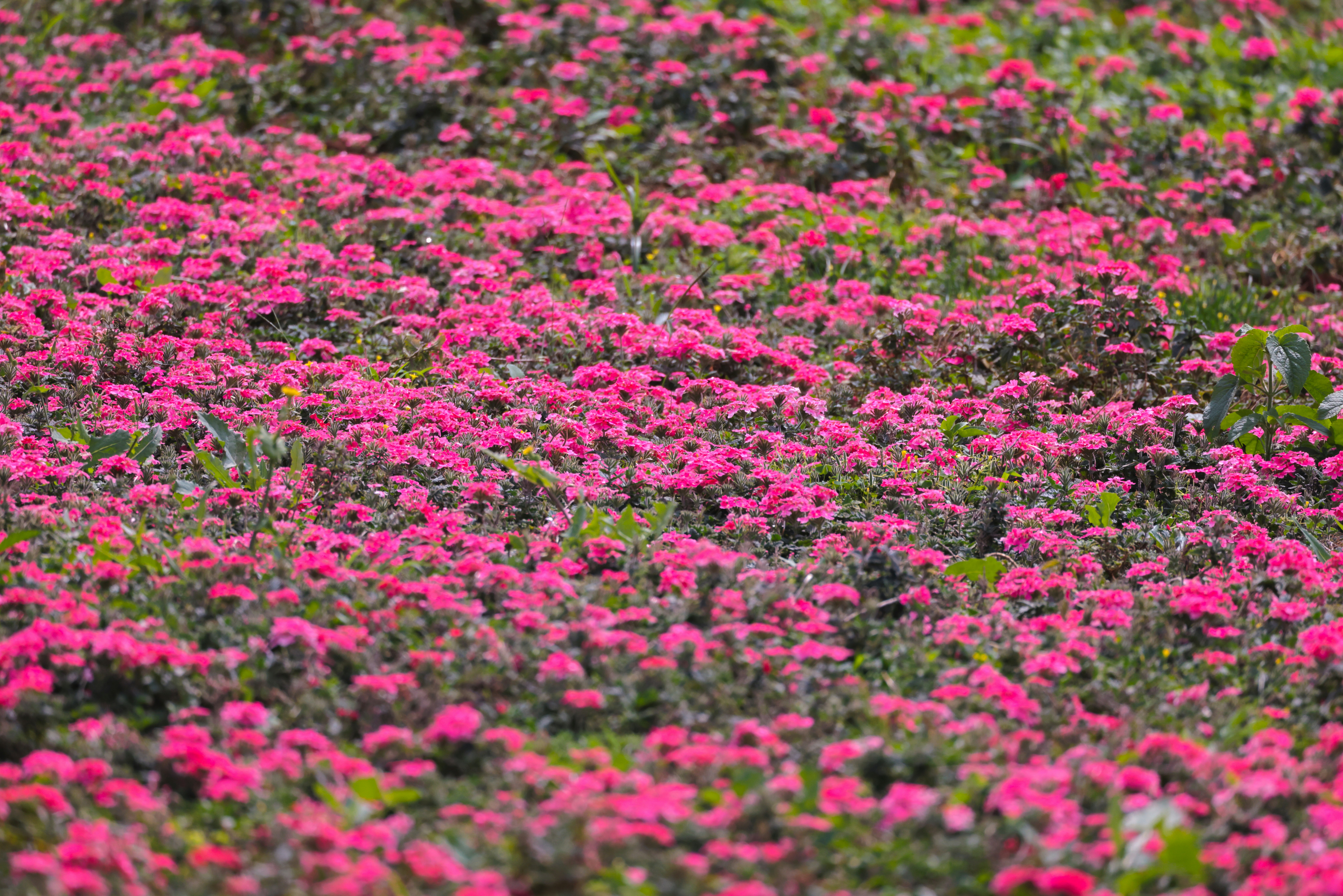 Vivid Pink Bloom Carpet: A Sea of Spring Flora
