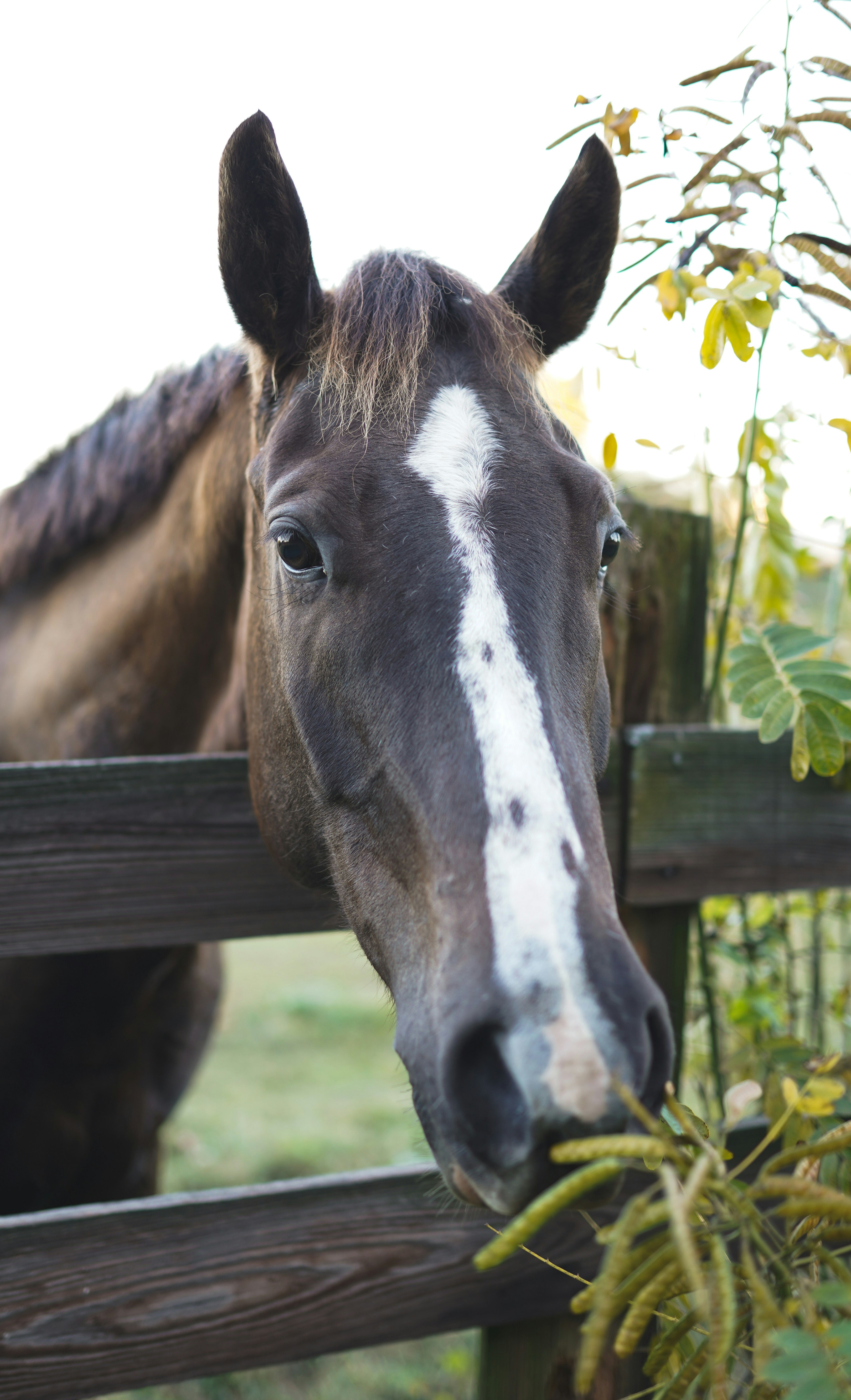 Through the Rails: a close-up portrait of a curious farm horse