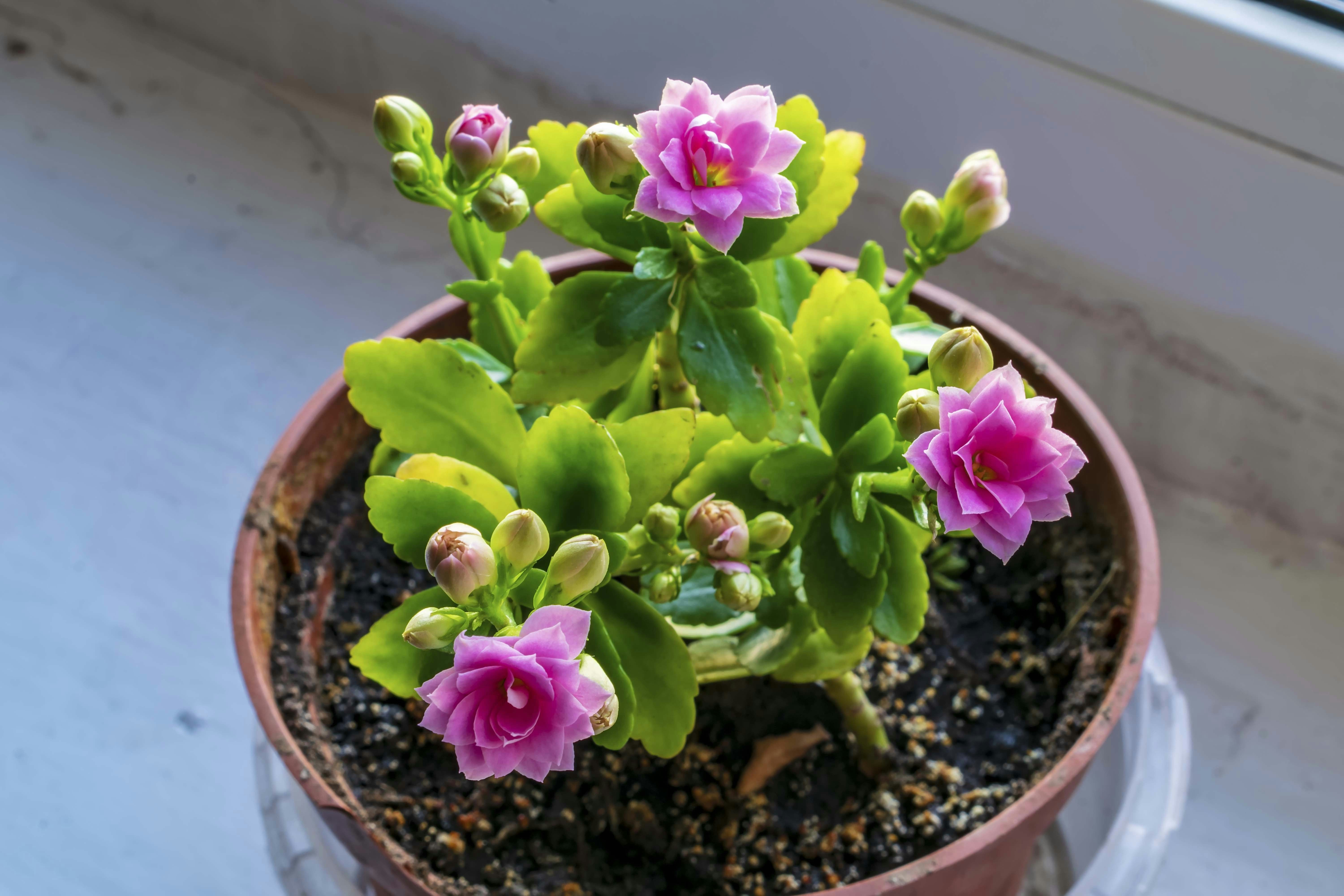 Sunlit Pink Kalanchoe: Windowsill Portrait of Blooming Foliage