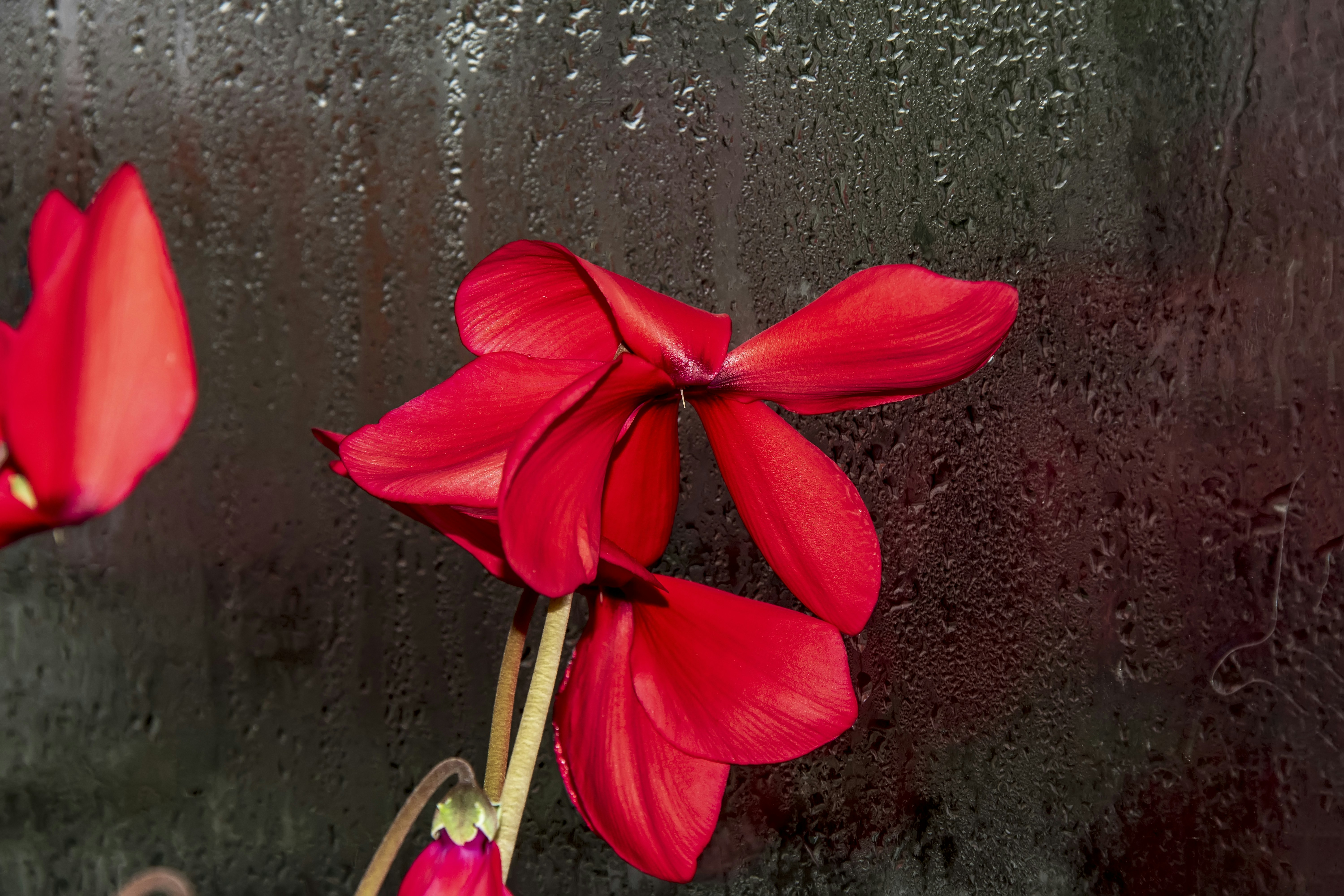 Crimson Petals on a Rain-Kissed Glass Backdrop
