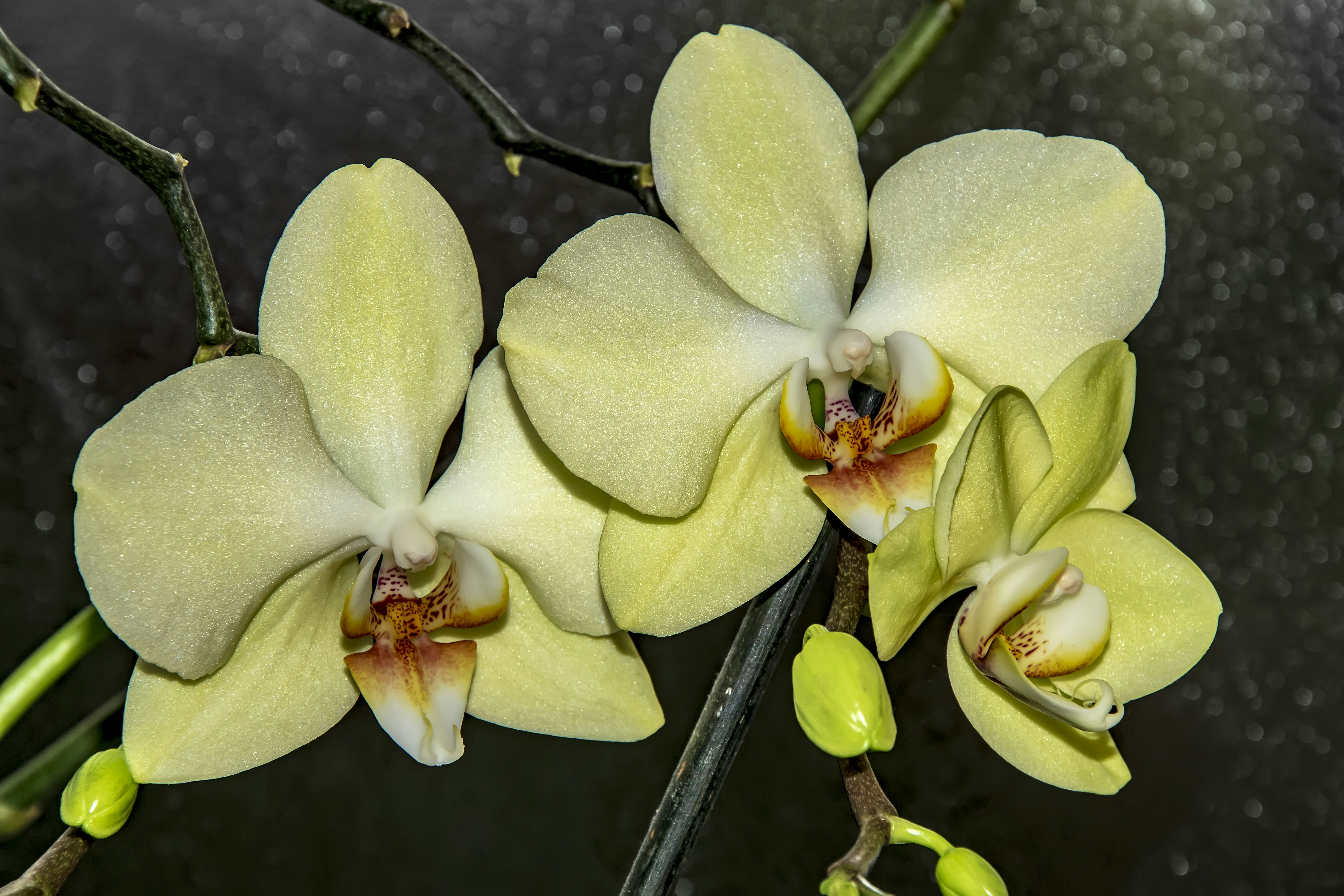Whispers of Elegance: The Orchid Trio