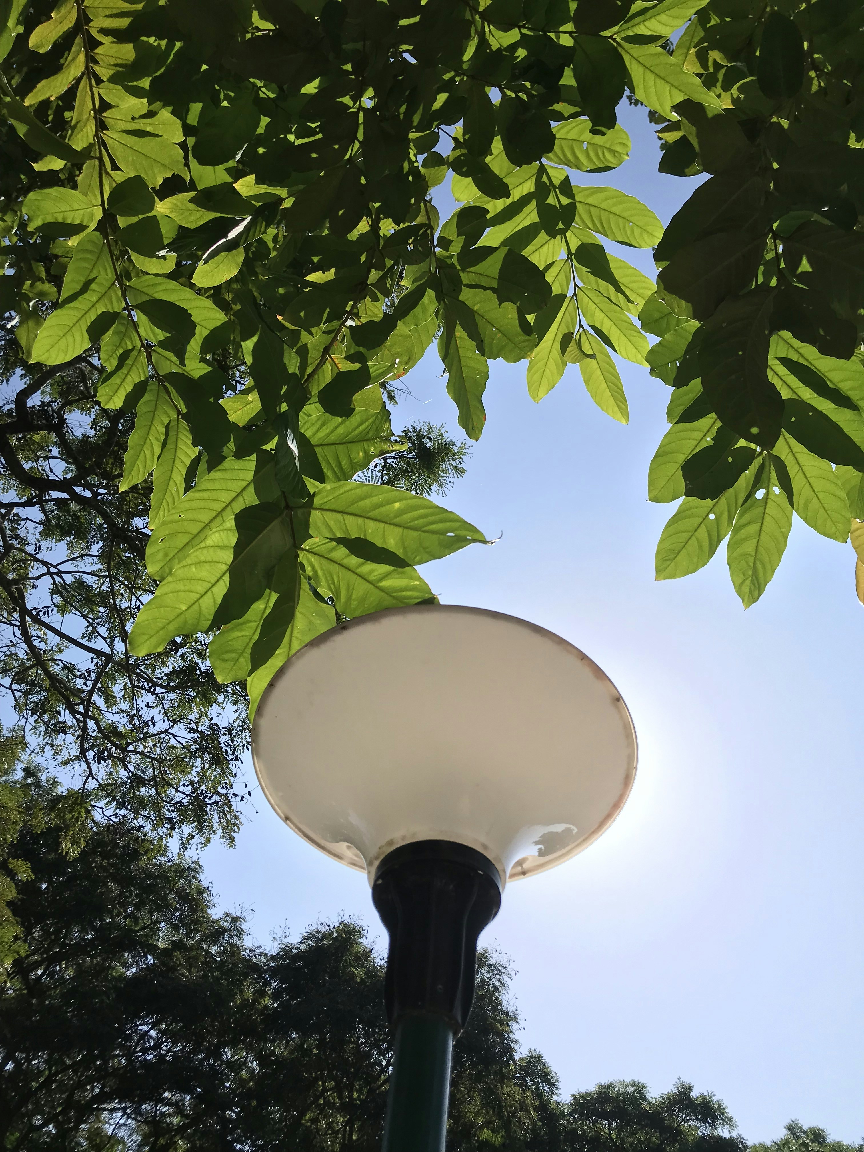 A street lamp framed by vibrant green leaves against a bright blue sky, creating a serene atmosphere. The sunlight glows from behind the lamp.