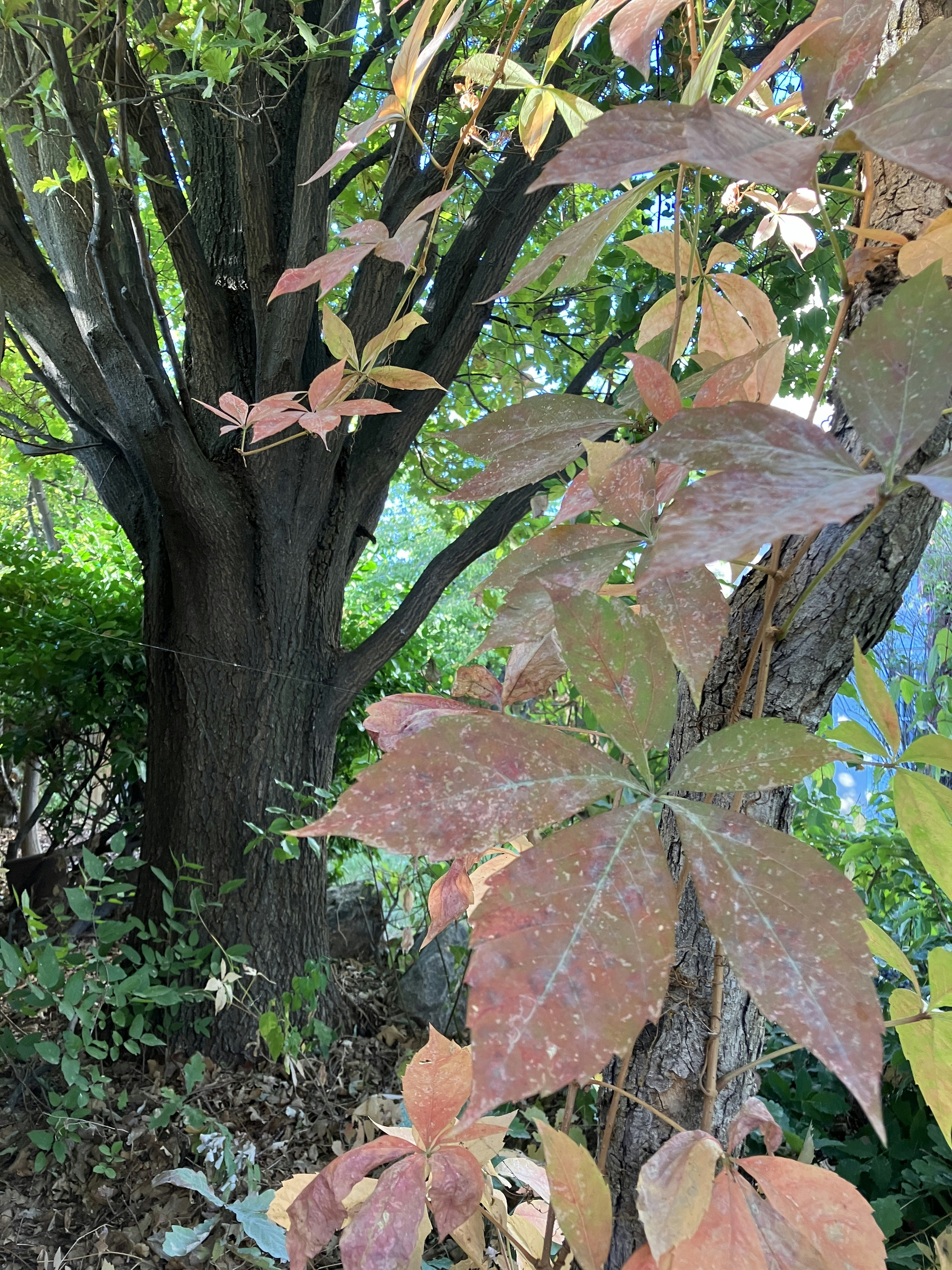 A tree with many leaves photo – Free Plant Image on Unsplash