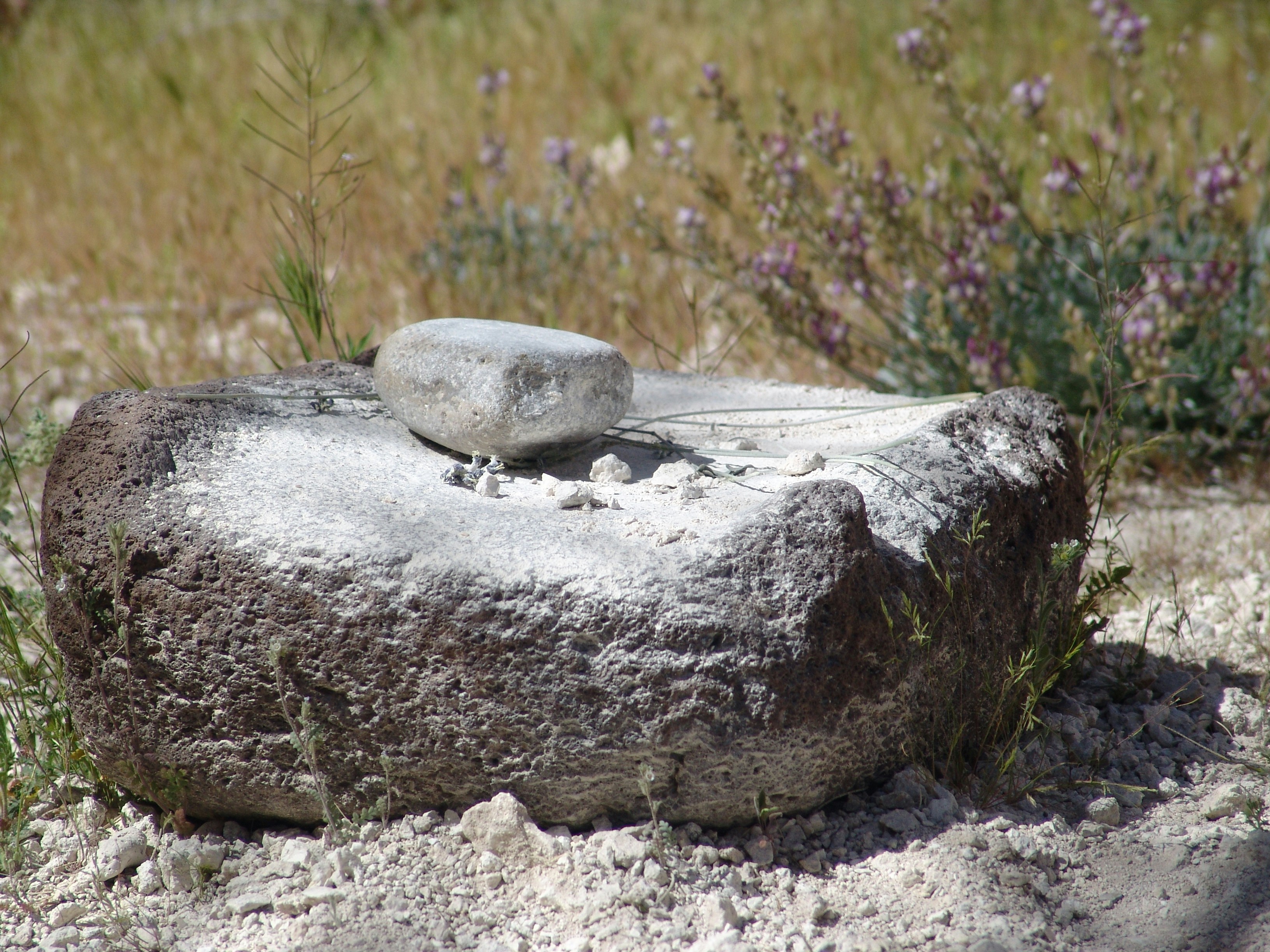 Weathered stone grinding tool surrounded by natural vegetation, showcasing the intersection of nature and human craftsmanship.