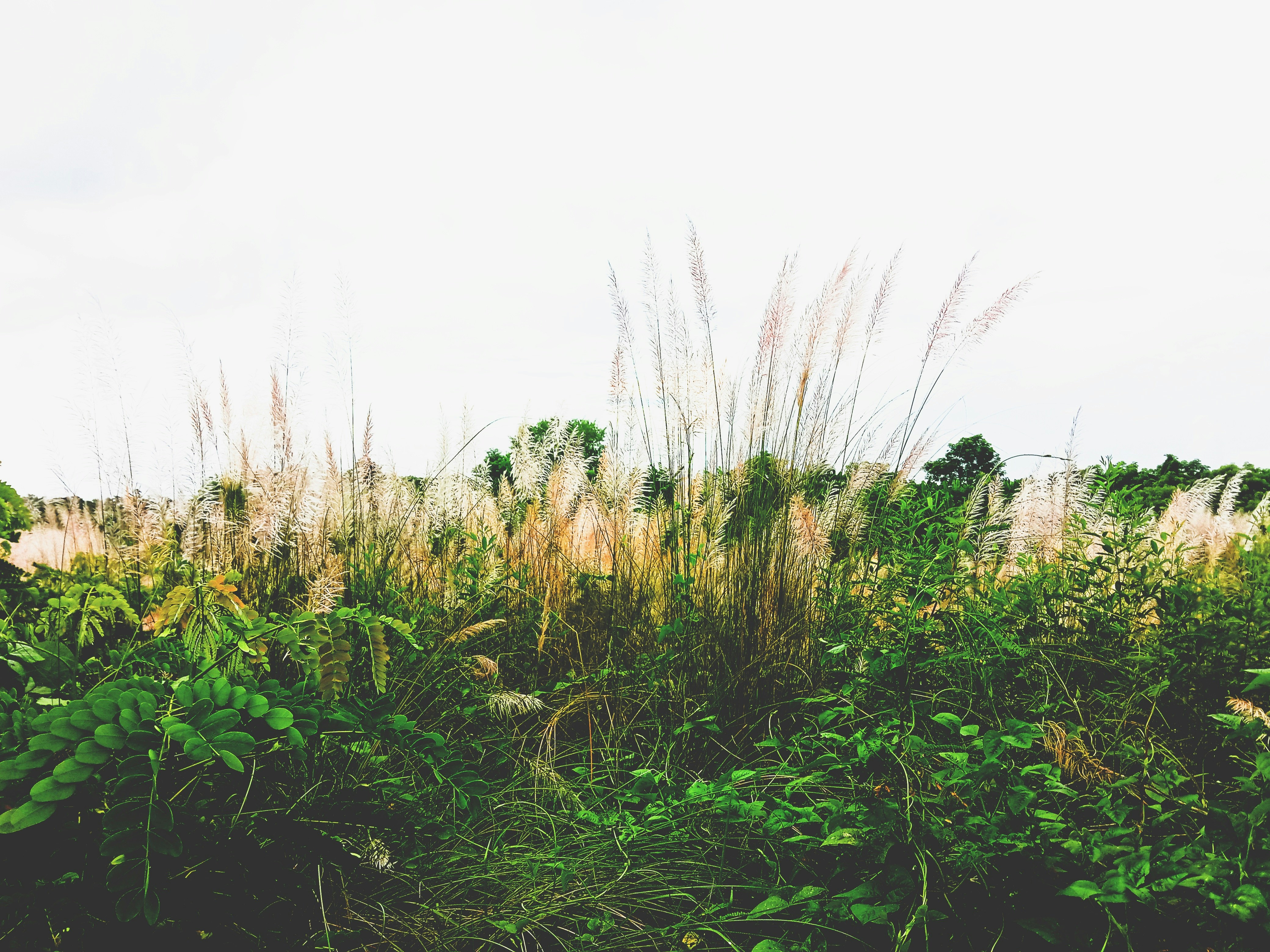 Lush green vegetation interspersed with tall grasses swaying gently in the breeze under a cloudy sky.