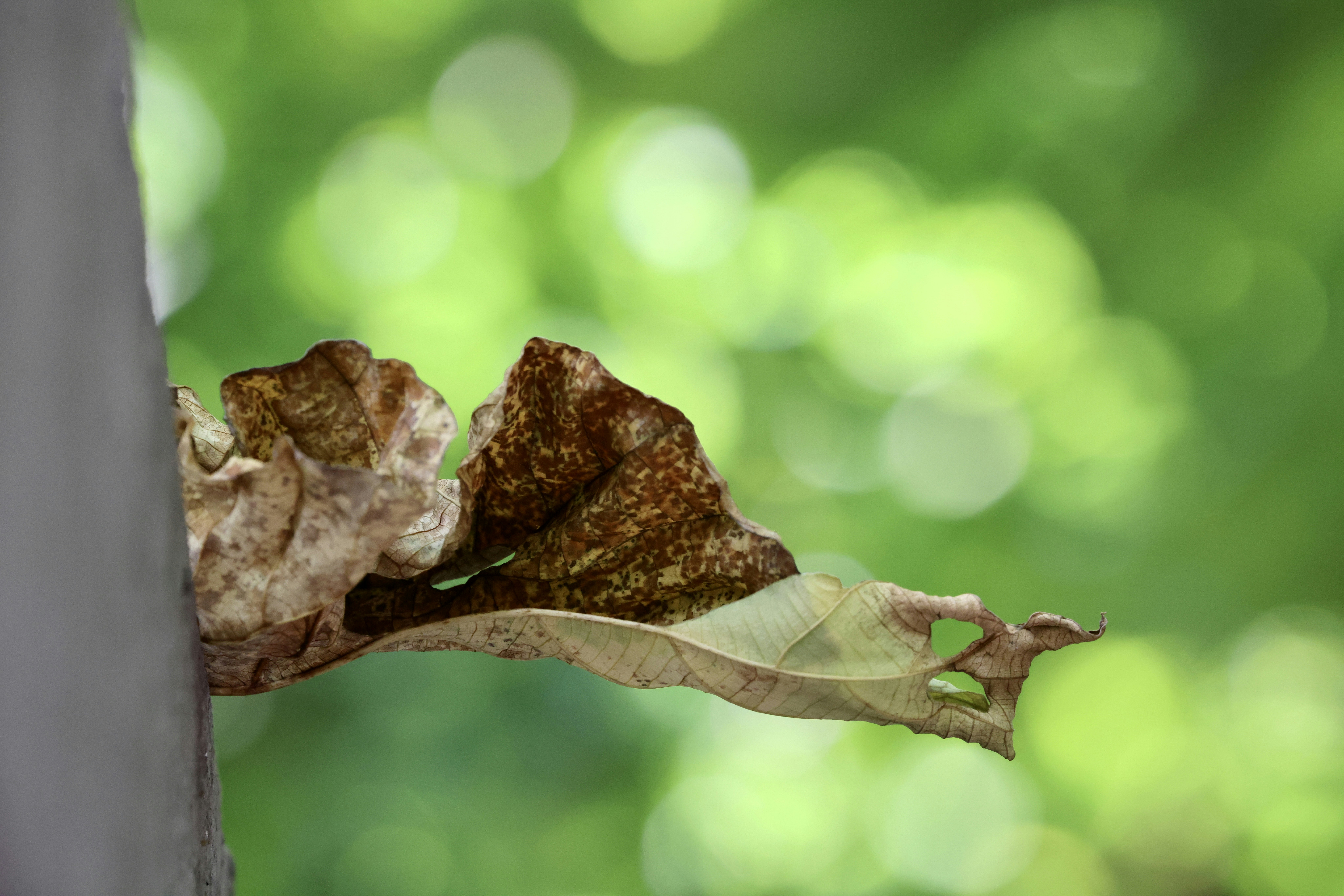 Withered Leaf Clinging to Weathered Post Amid Spring-Green Bokeh
