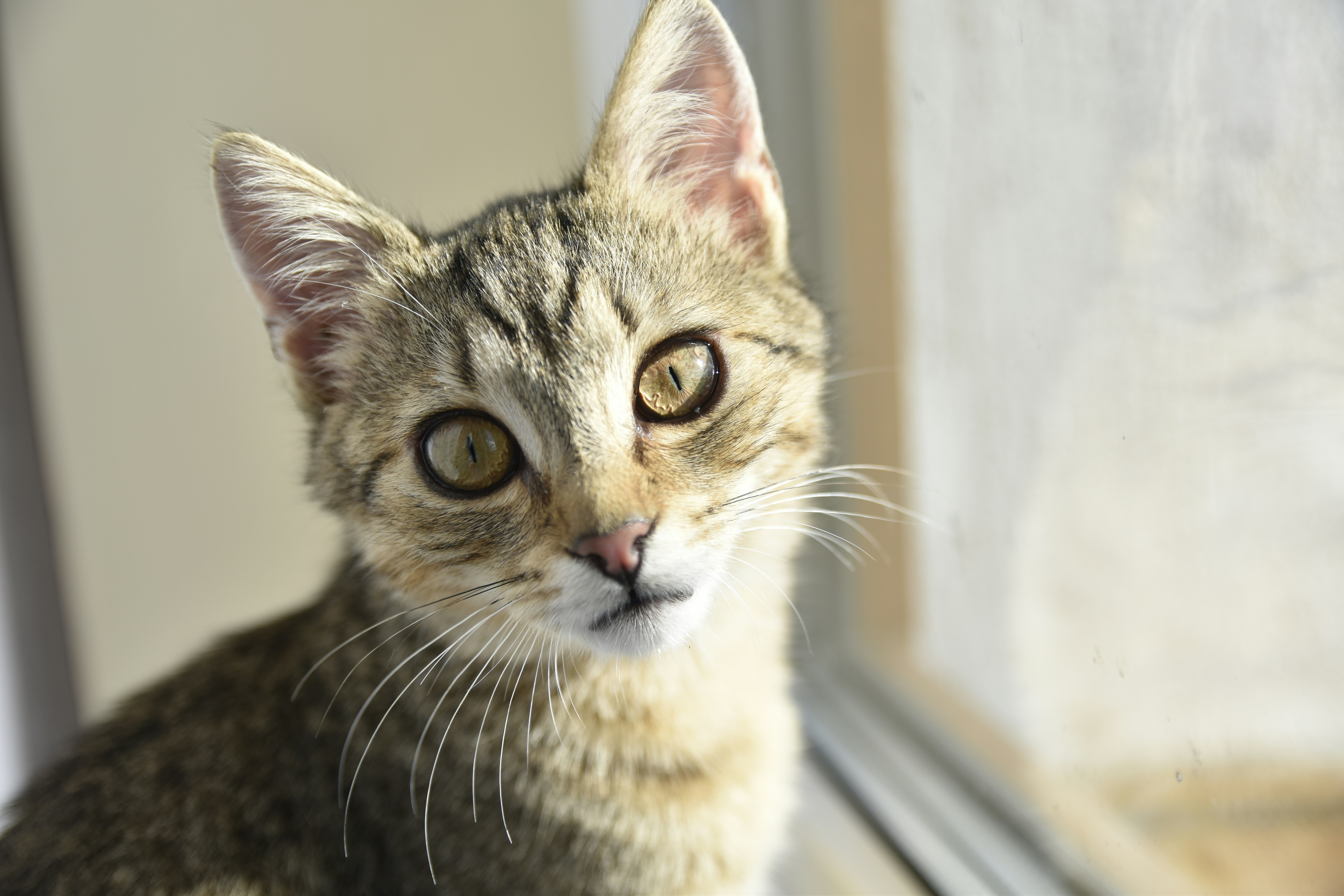 Un gato mirando a la cámara foto – Imagen de Animal gratuita en Unsplash