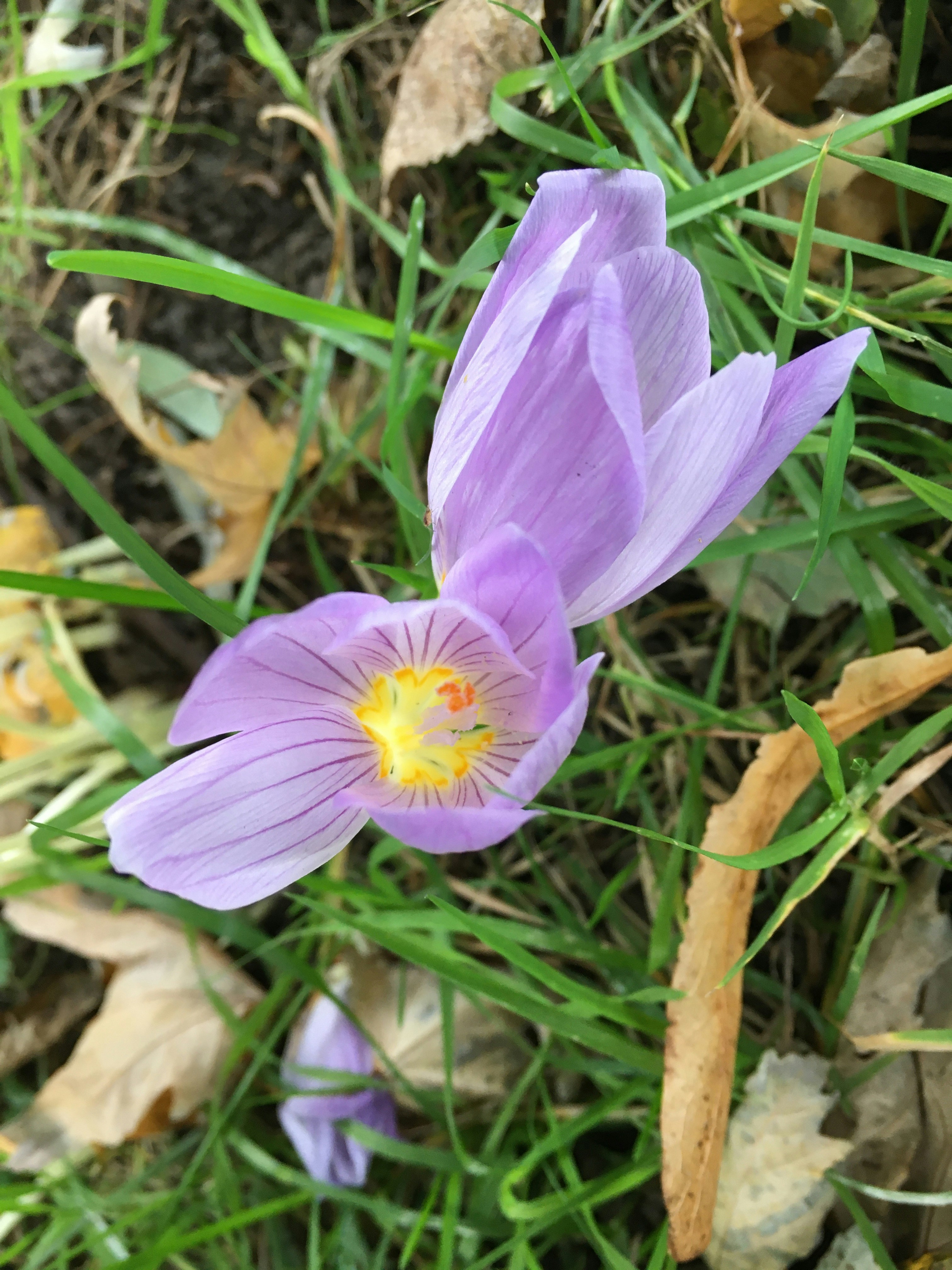 a purple flower in the grass