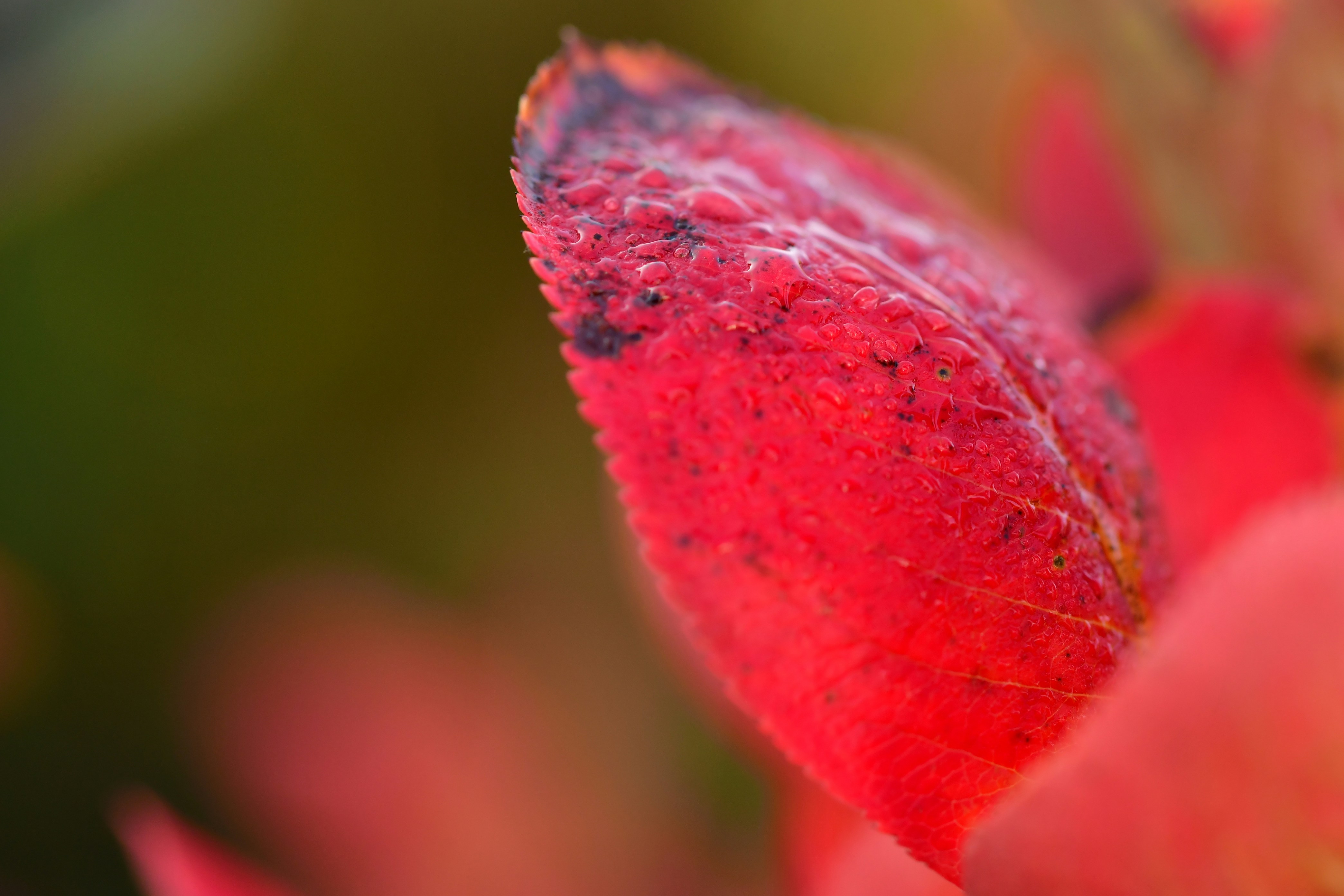 Velvet-Red Leaf Edge: a Macro Study in Soft Focus