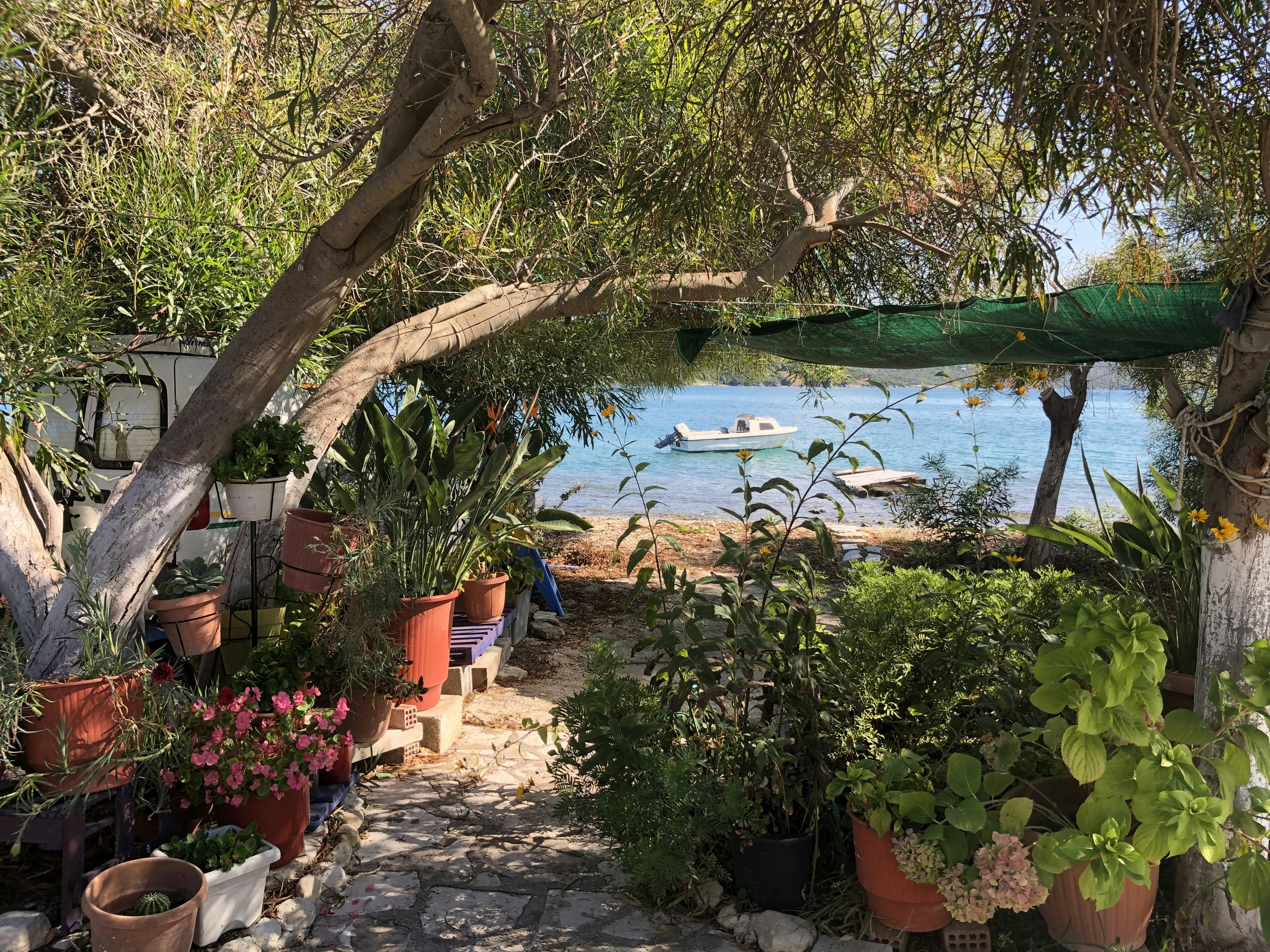 A group of plants next to a body of water photo – Free Kariotes Image ...