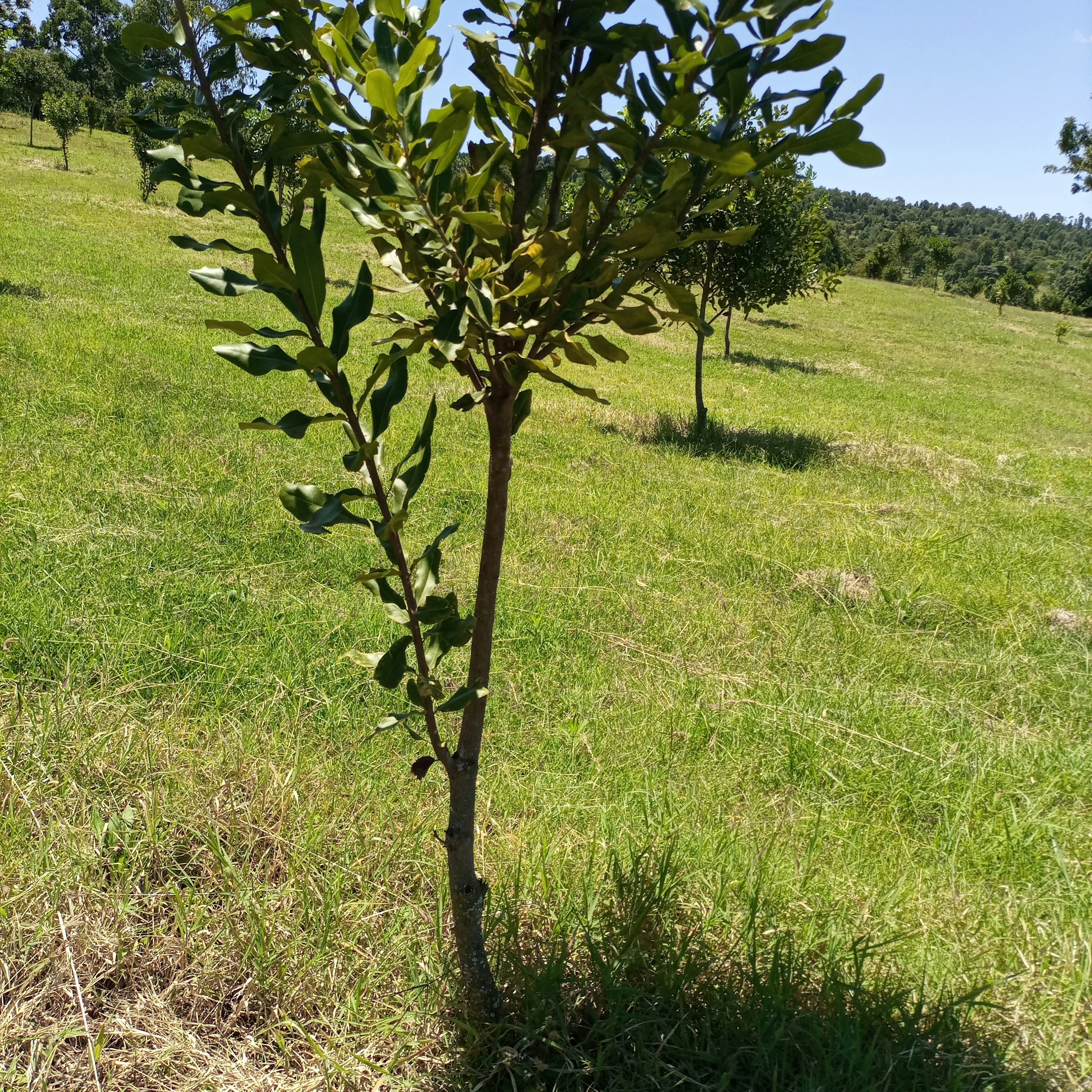 a tree in a field