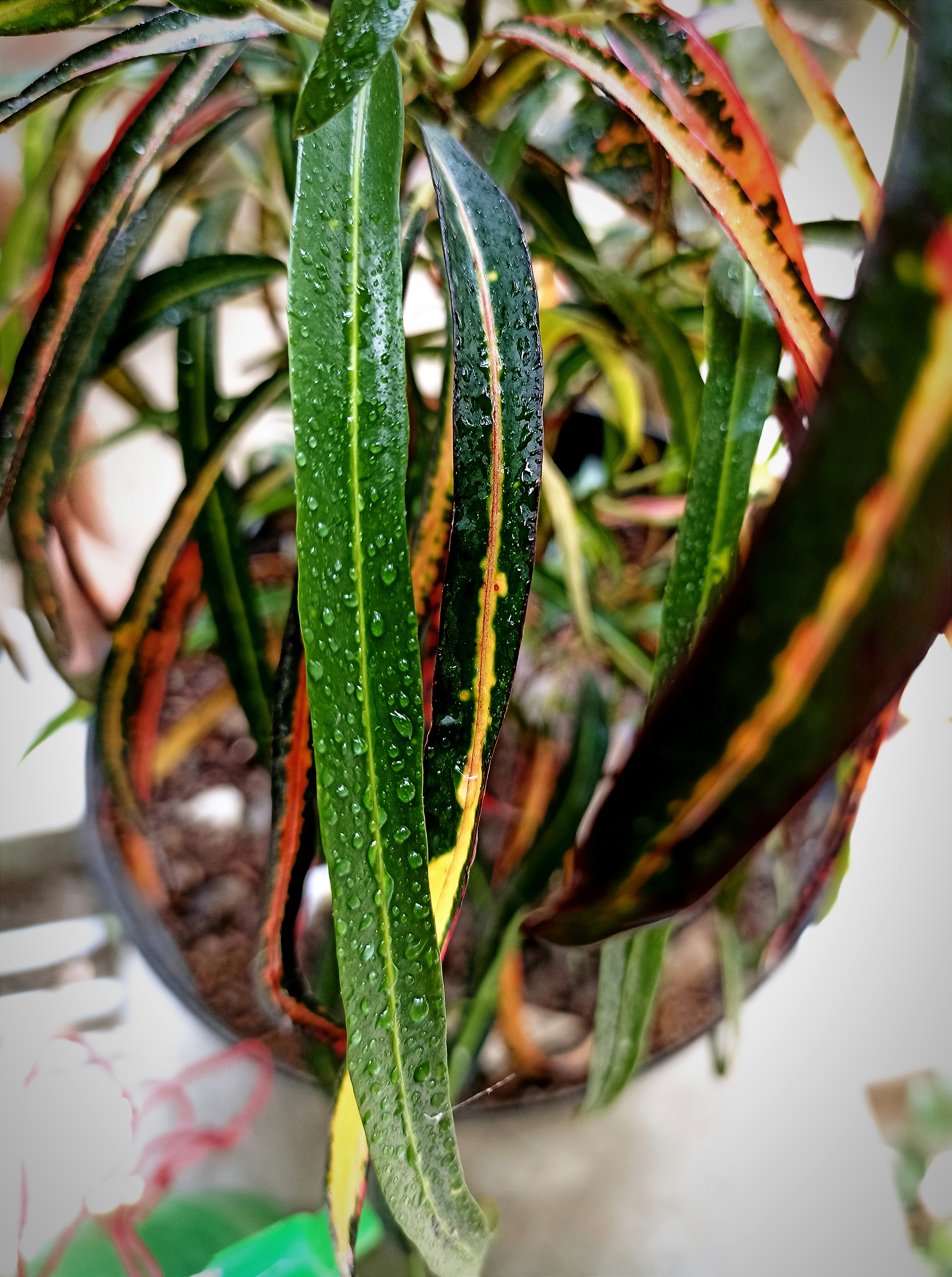 It's from my garden 😊