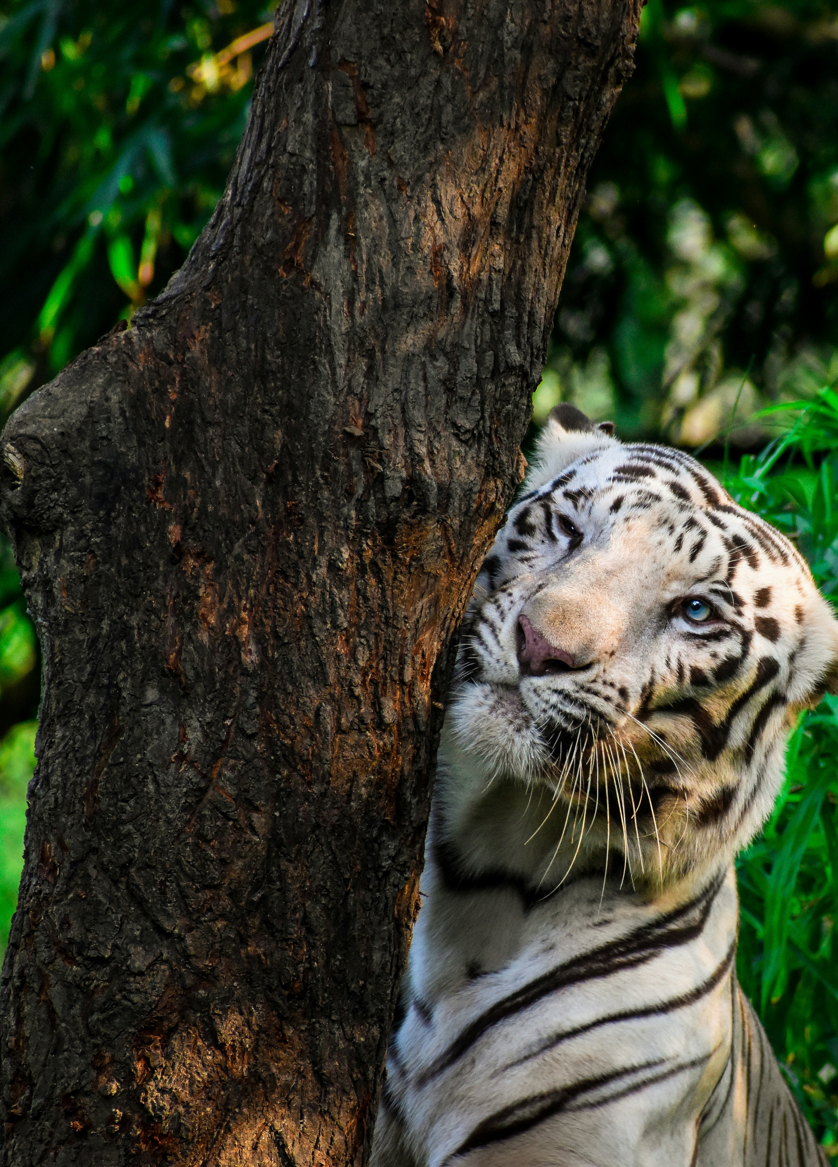 Curious White Tiger Emerges from the Bark