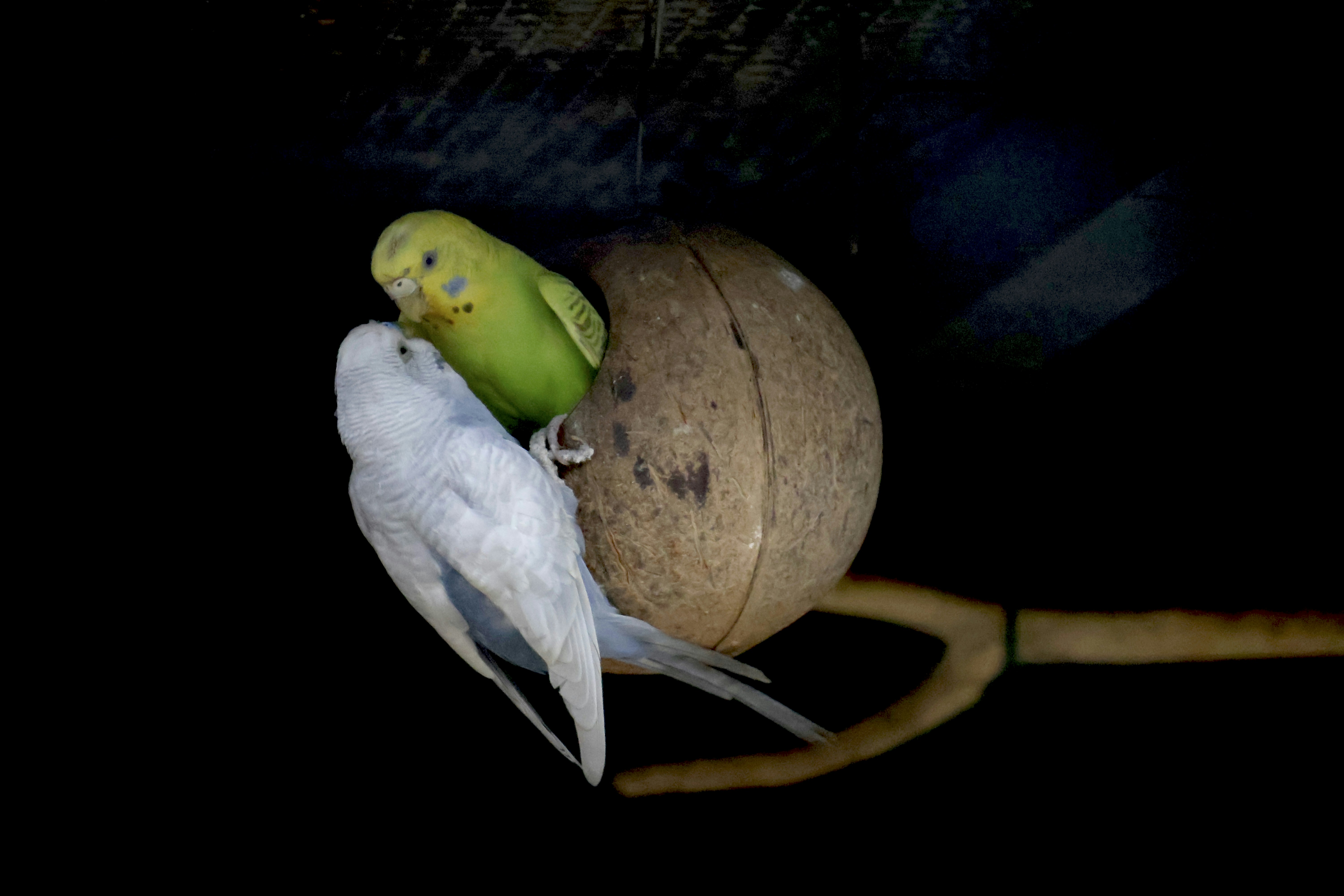 Green budgie resting atop a walnut while a white mate clings nearby