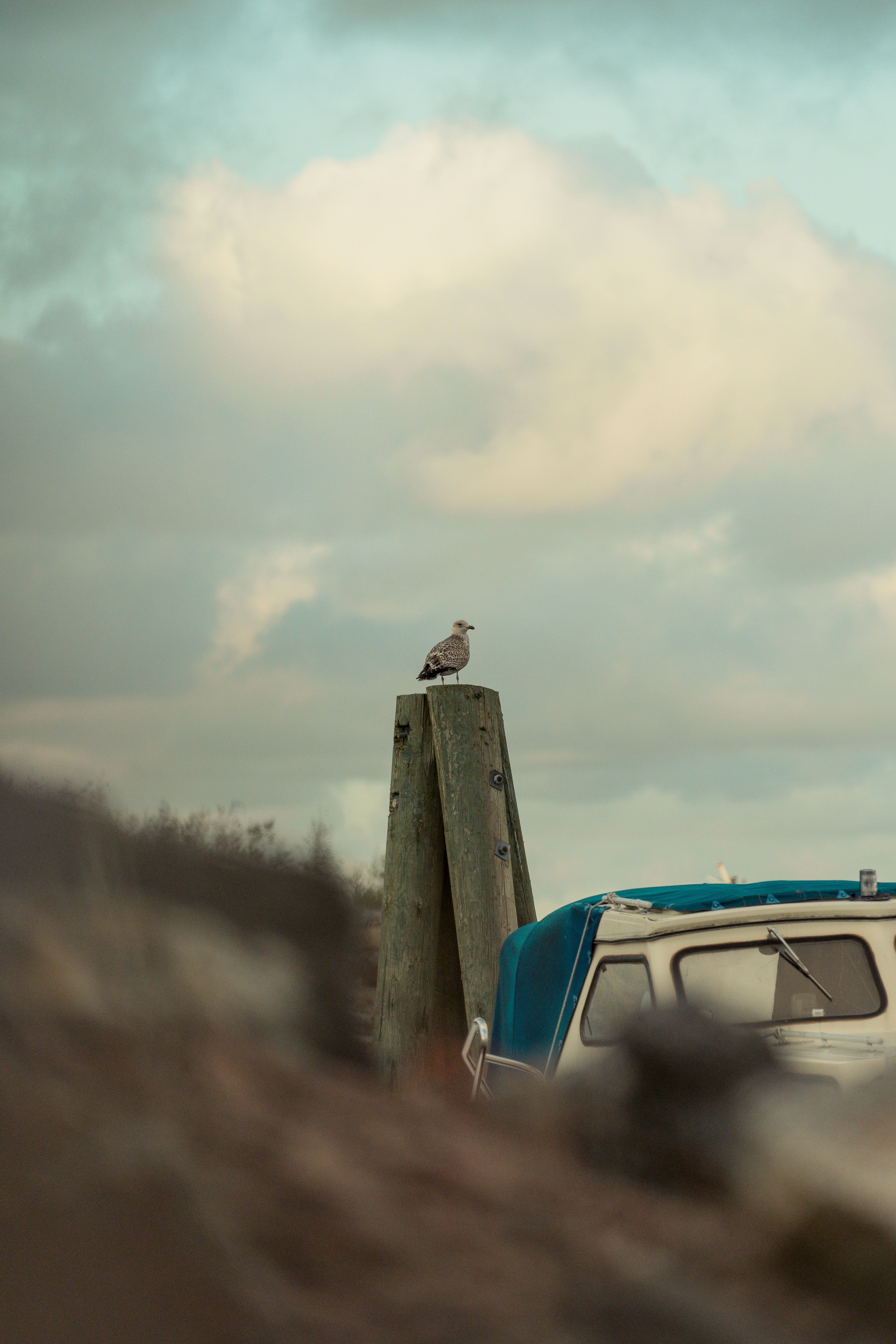 Gull Sentinel: Weathered Piling by a Quiet Harbor Boat