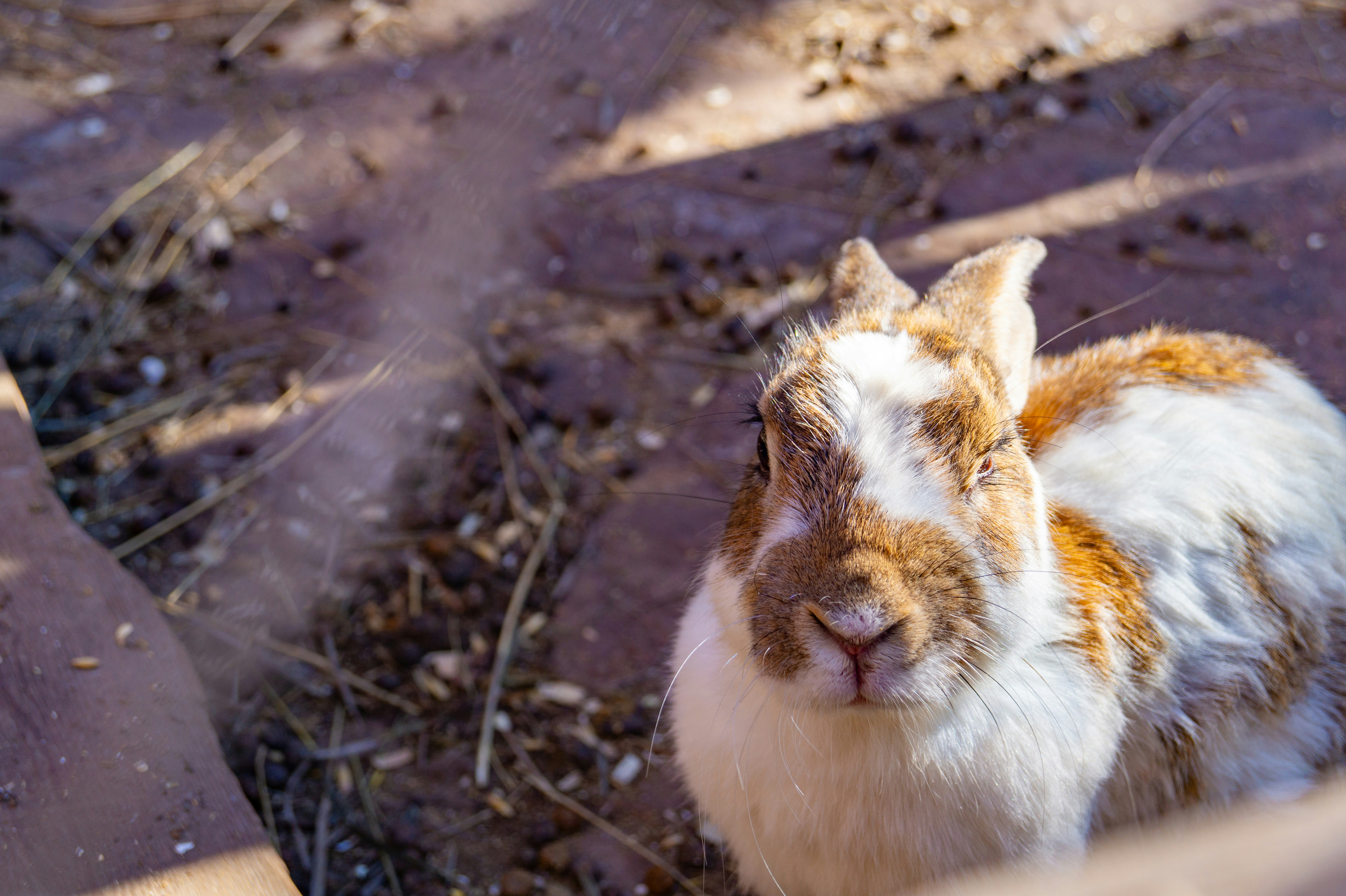 Whiskered Focus: sunlit rabbit framed by dusty earth