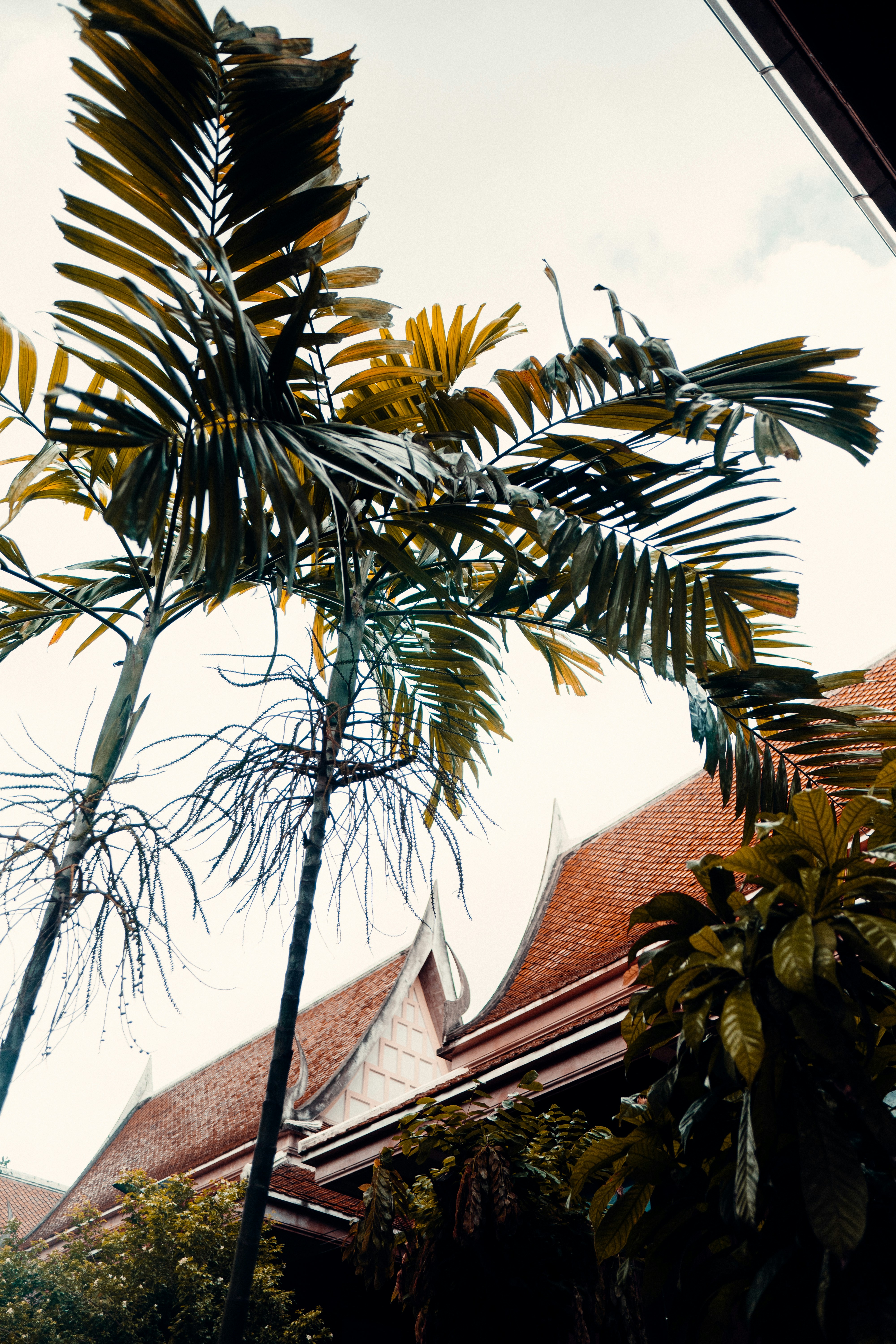 Fronds Over Tile: A Quiet Southeast Asian Courtyard