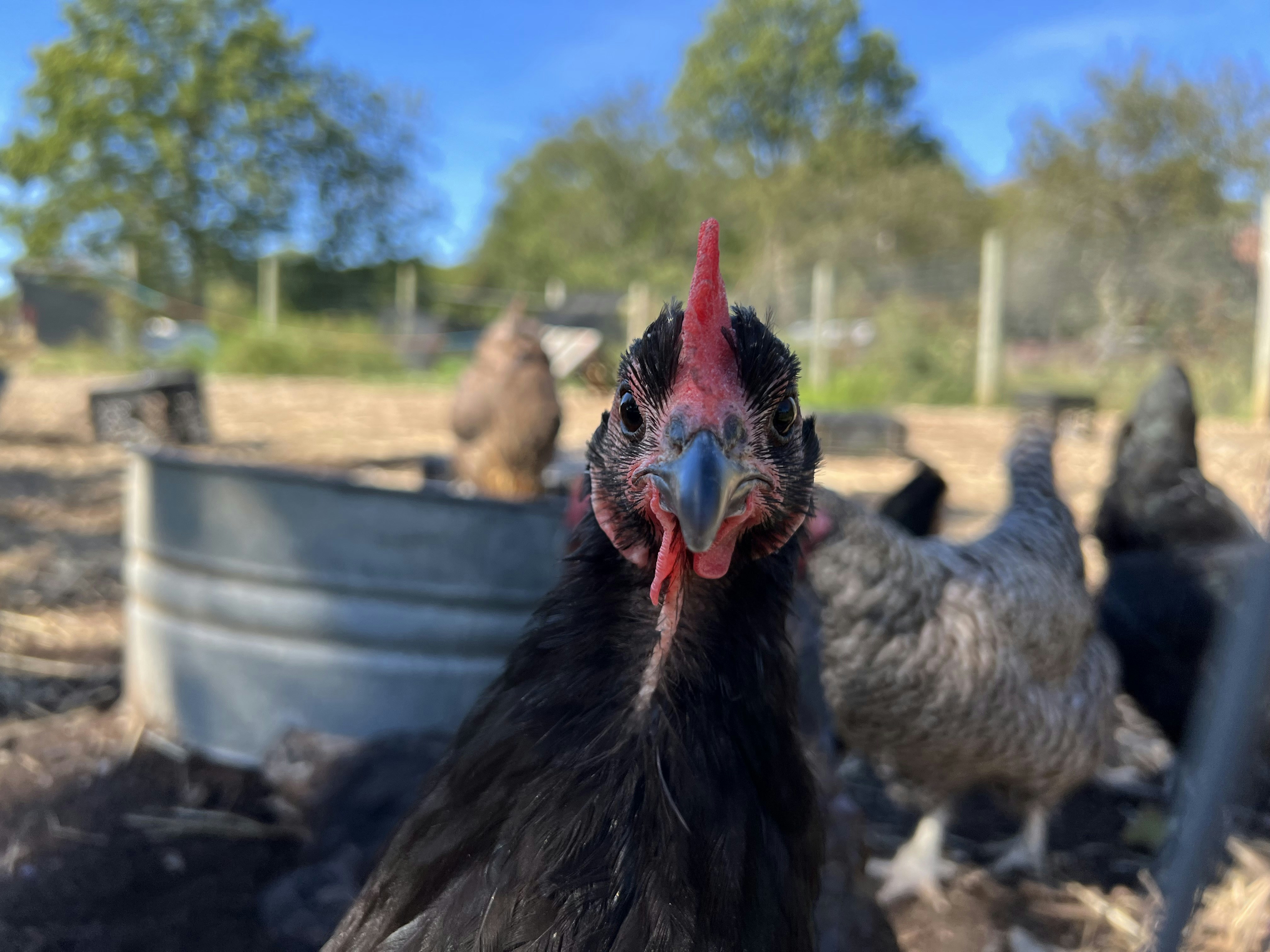 Center-Stage Rooster: A Close-Up Portrait in the Sunlit Coop