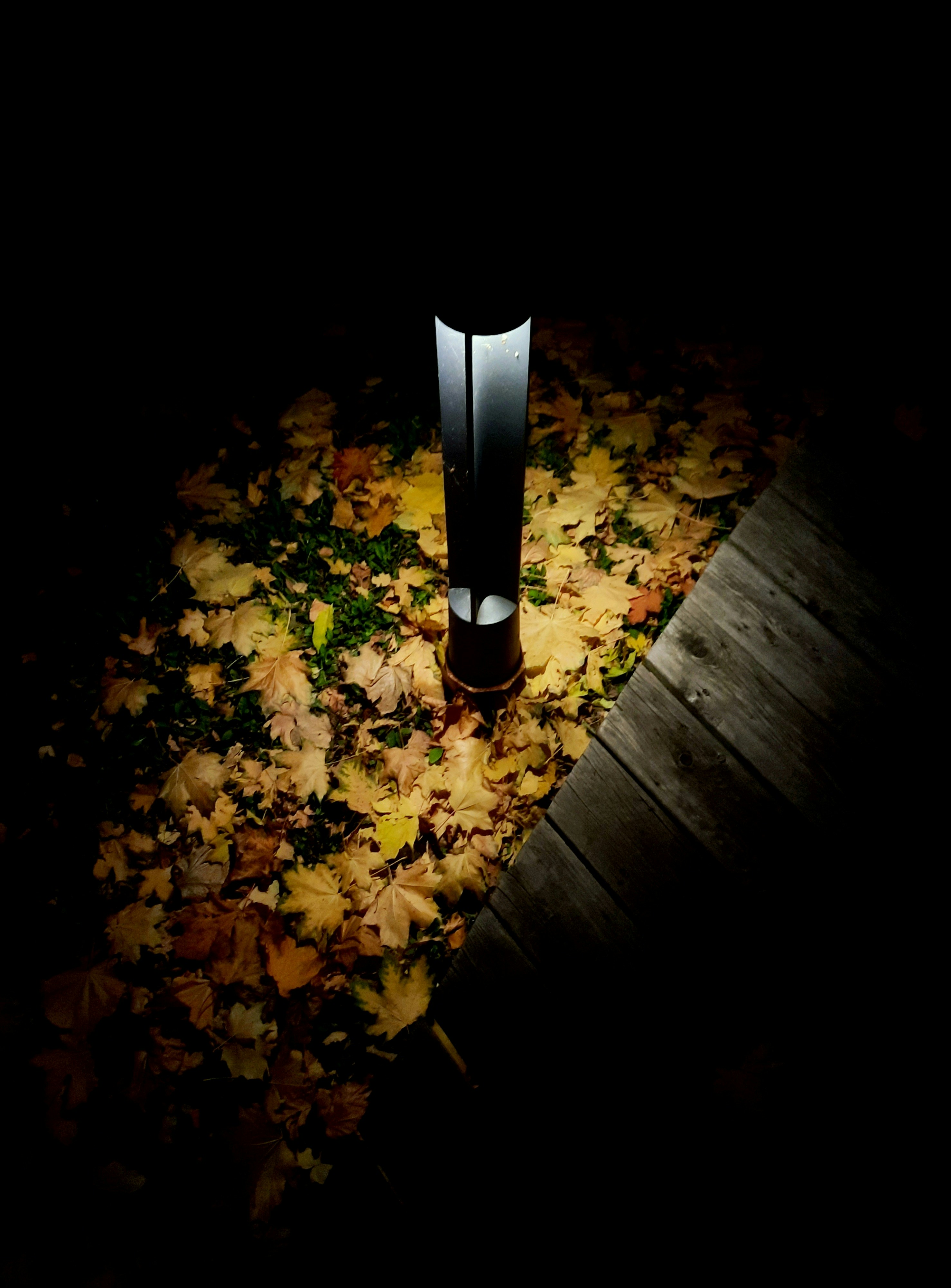 Lone Night Lamp Illuminates Autumn Leaves