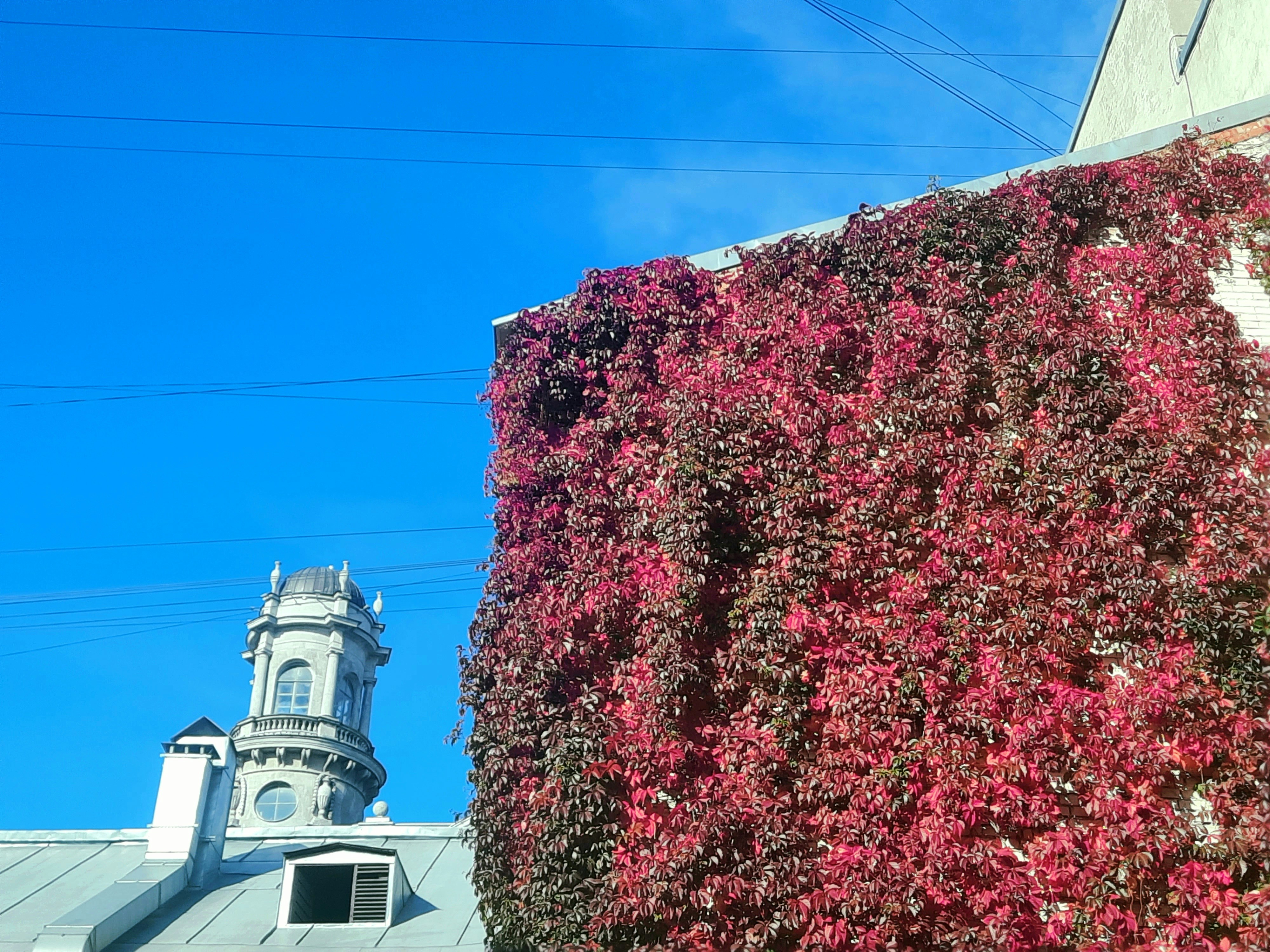 a tree with red leaves