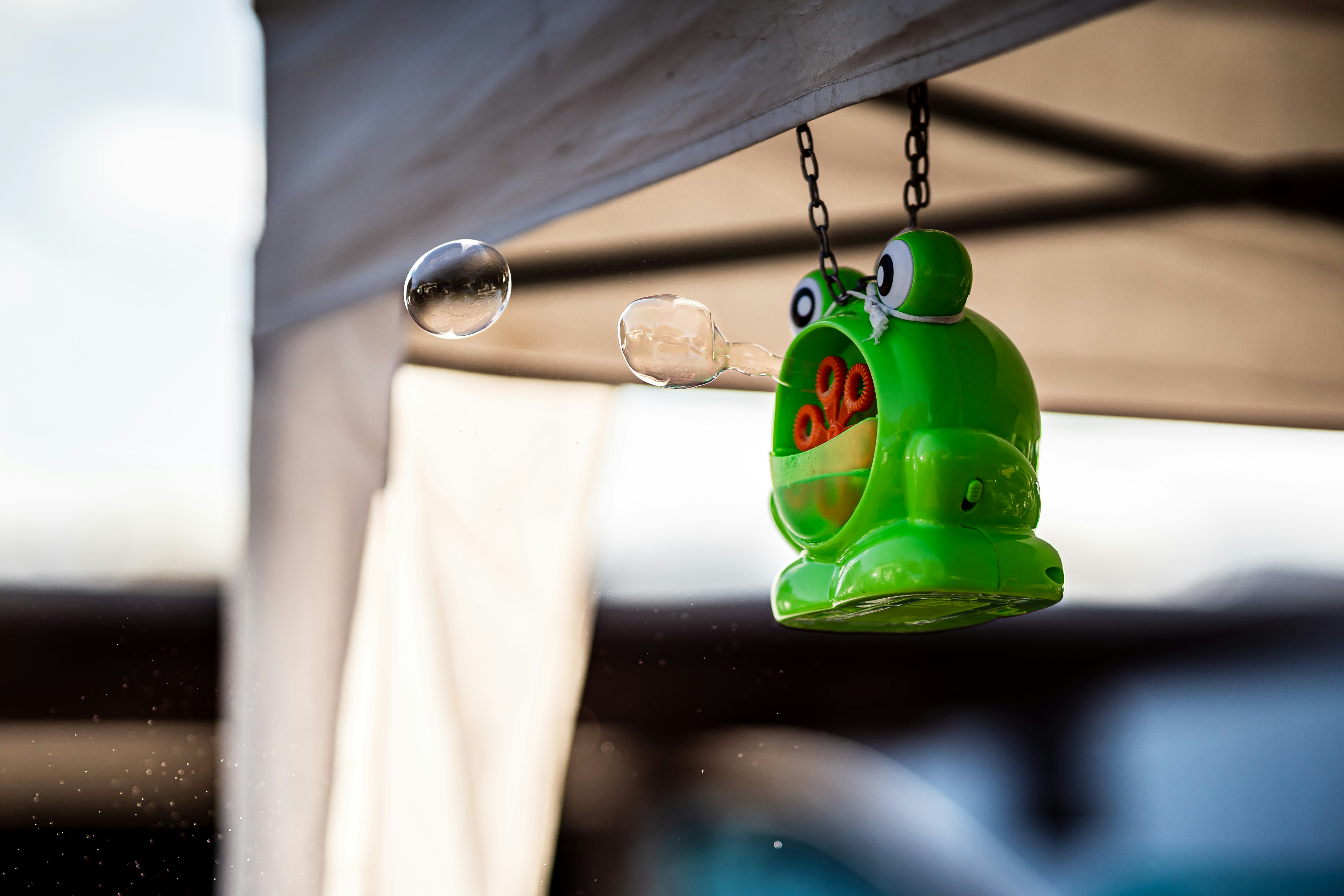 Playful Frog Feeder in Sunlit Alcove