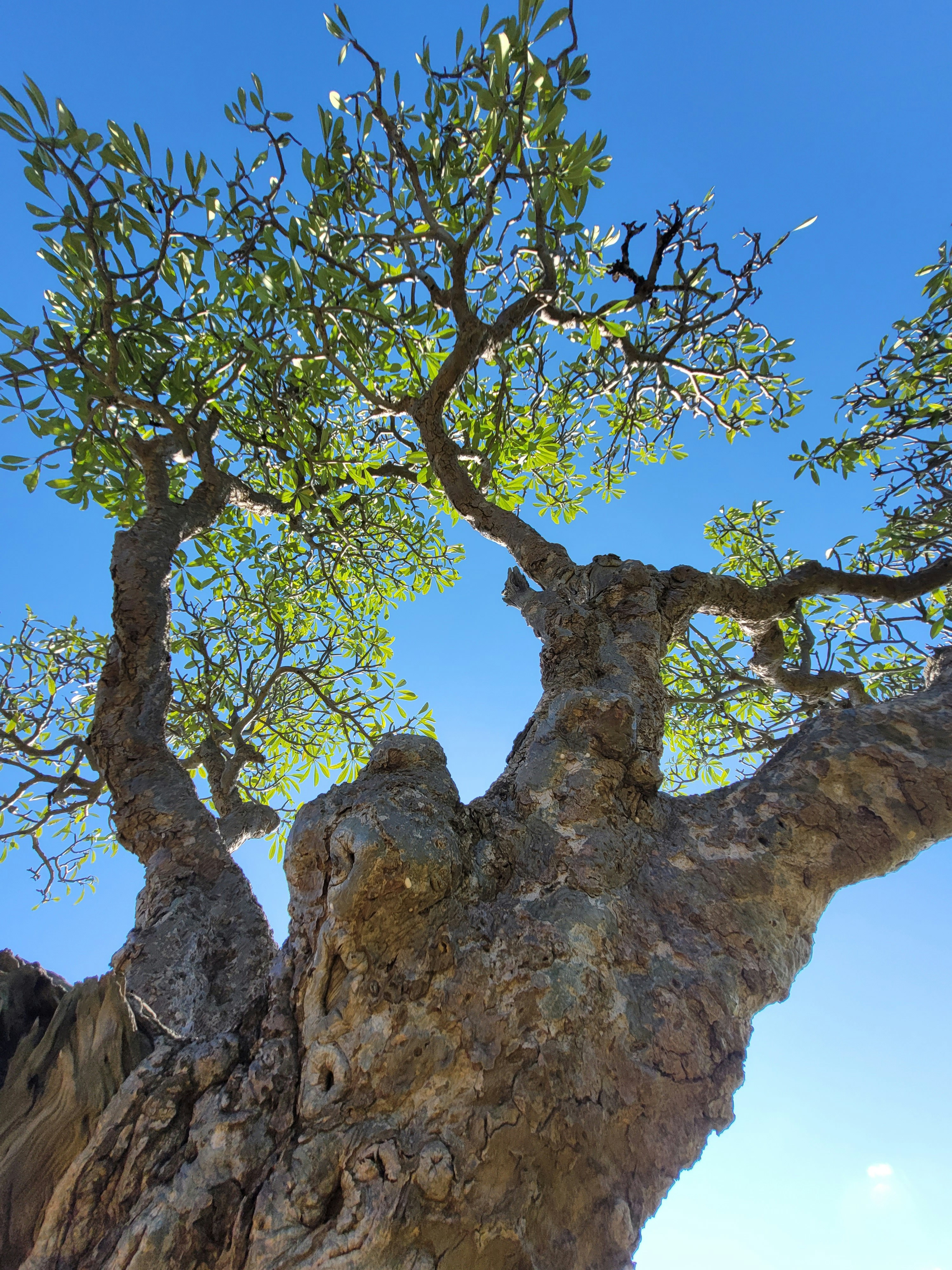 Ancient trunk Reaching Toward a Neon Sky