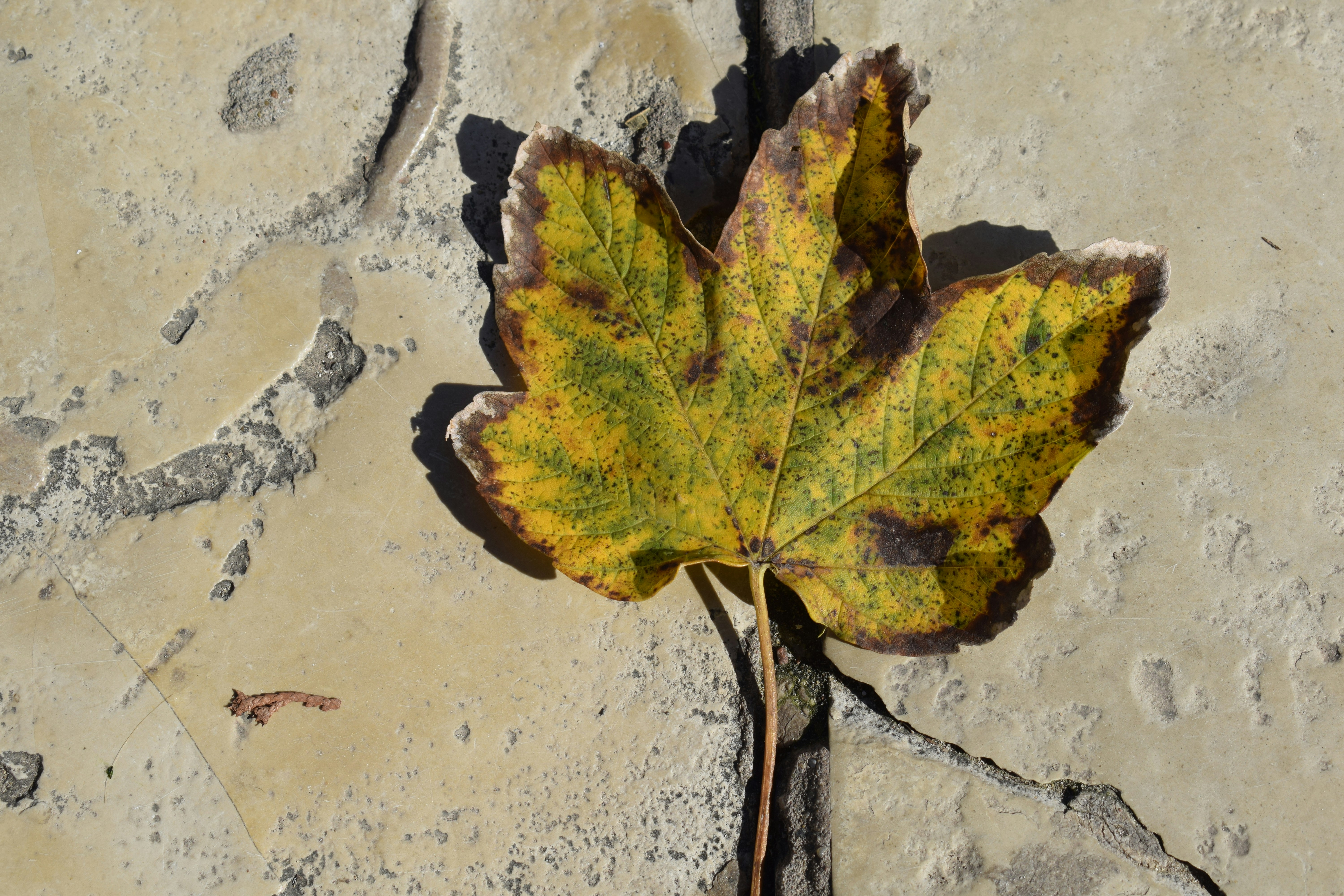 Autumn Maple Leaf on a Weathered Concrete Canvas