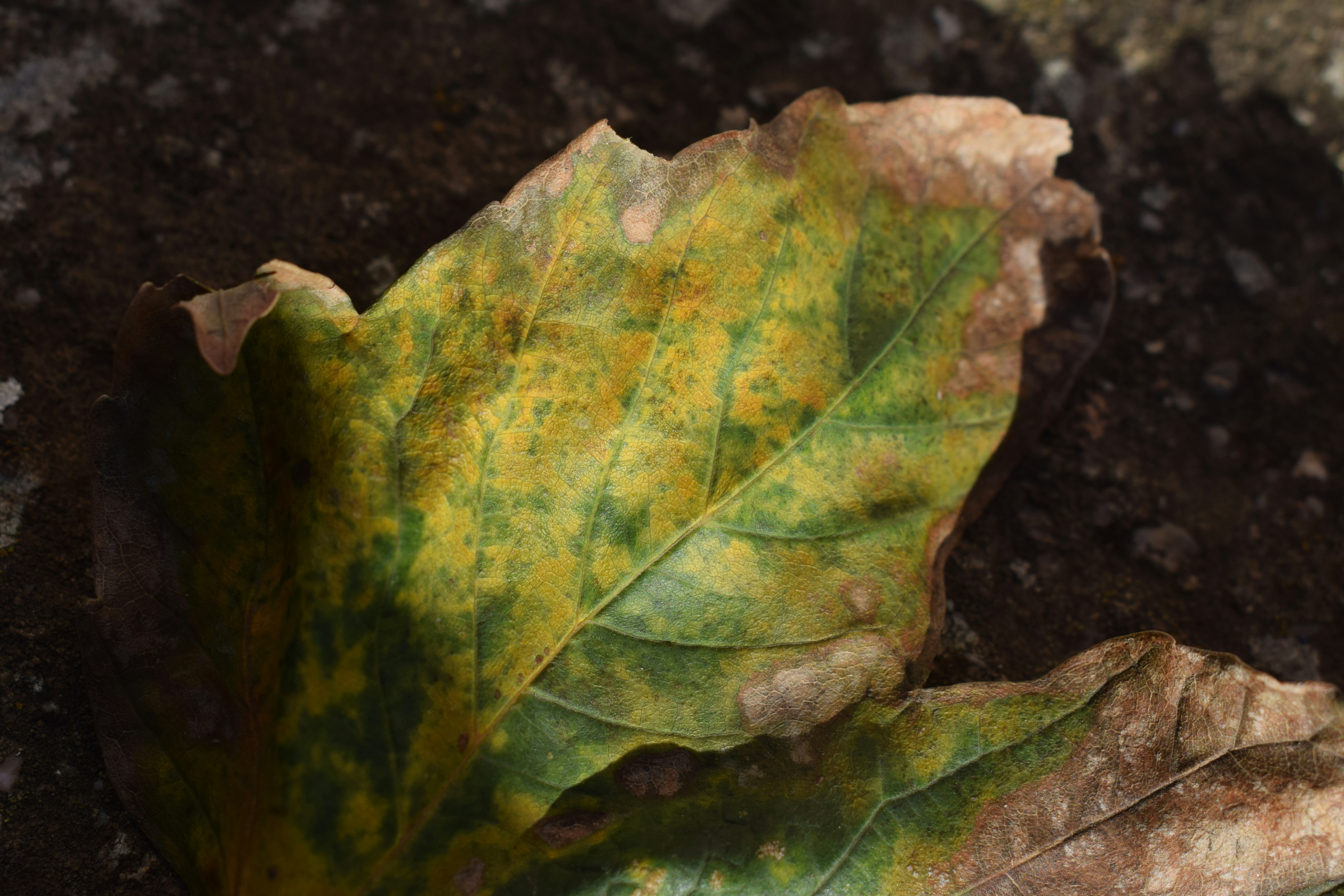 Verdant Vein Portrait: A Close-Up of Autumn Leaf Texture