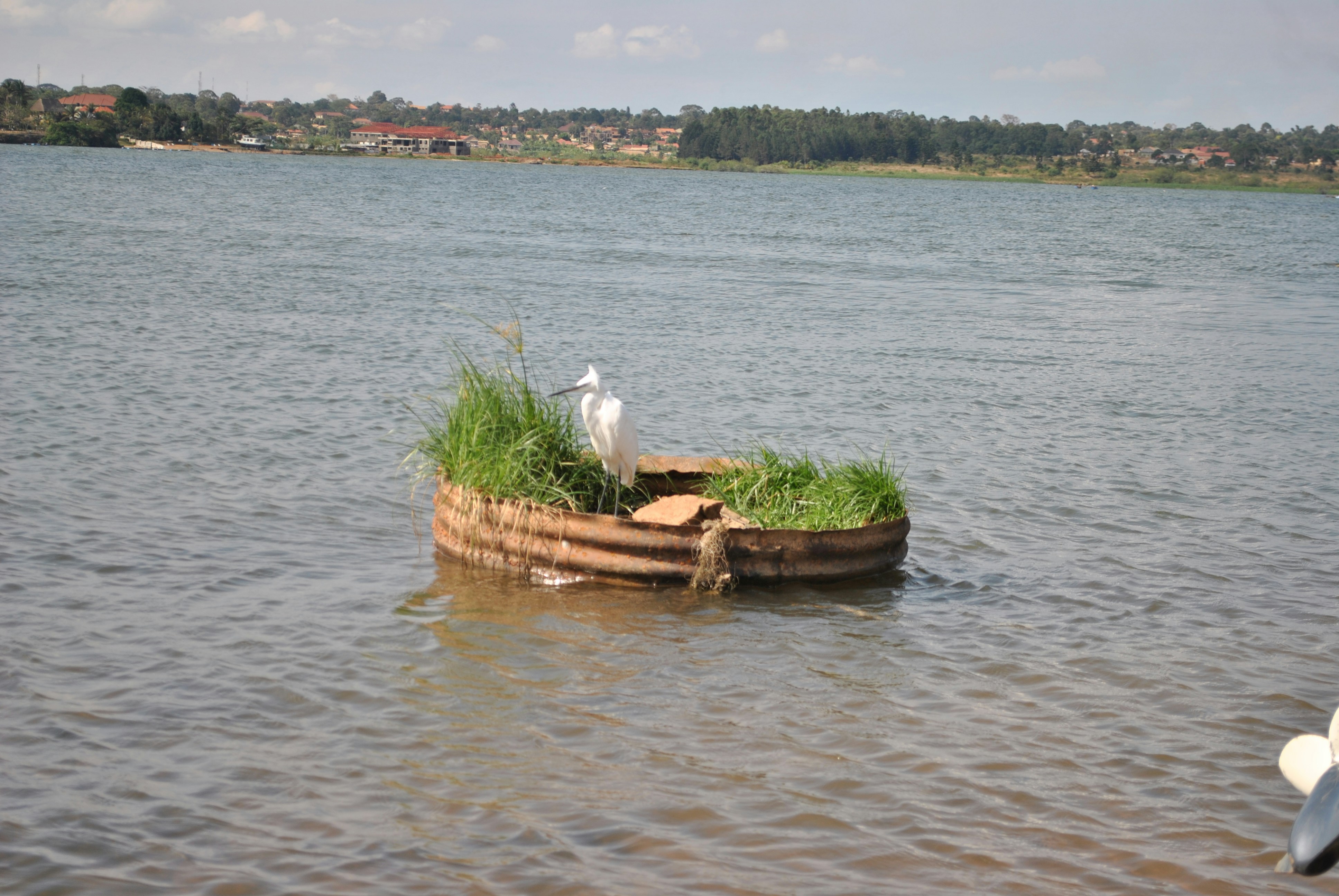 a bird on a small island with plants in it