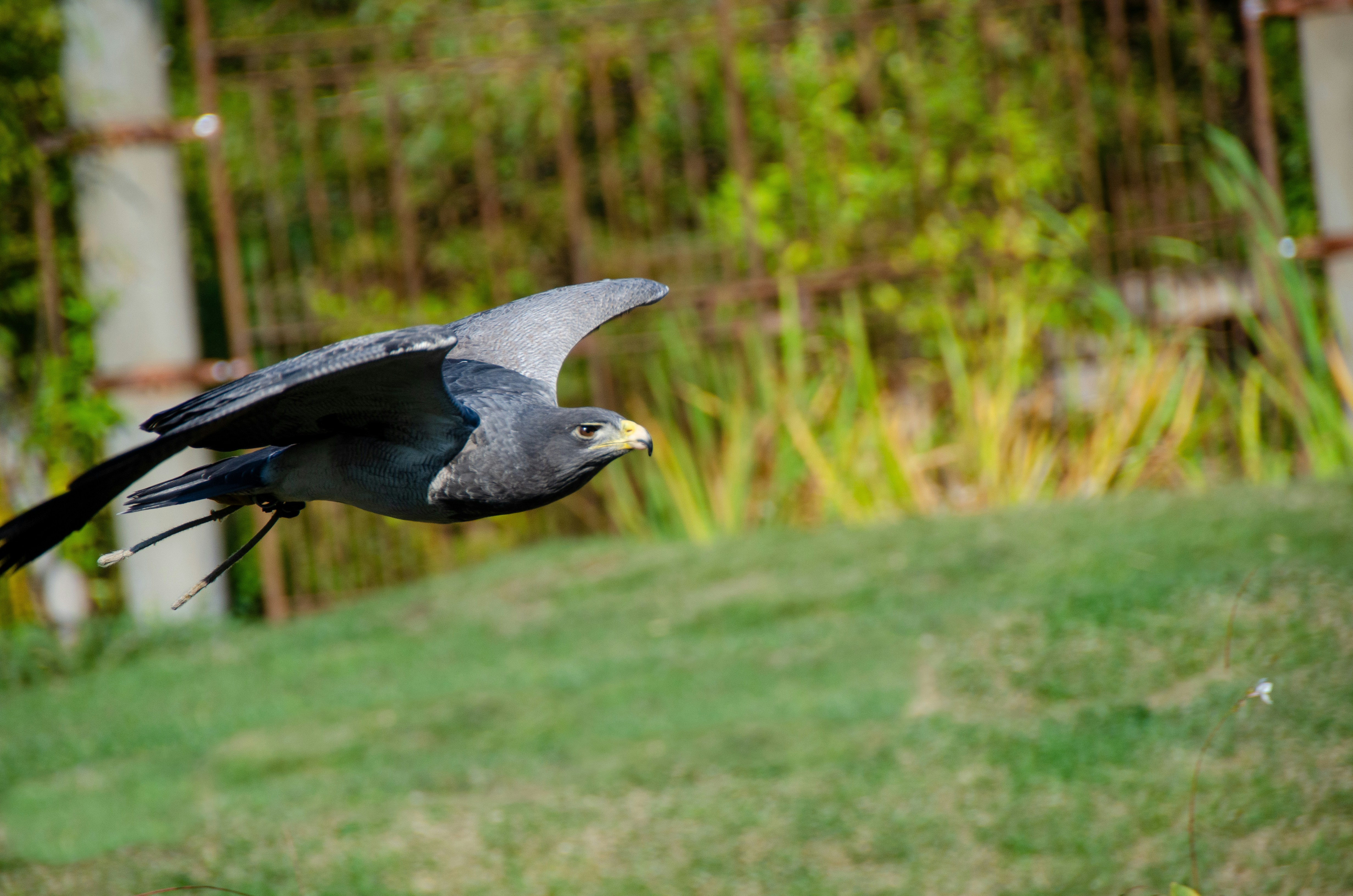 Wingbeat at the Fence Line: A Dark Raptor in Flight