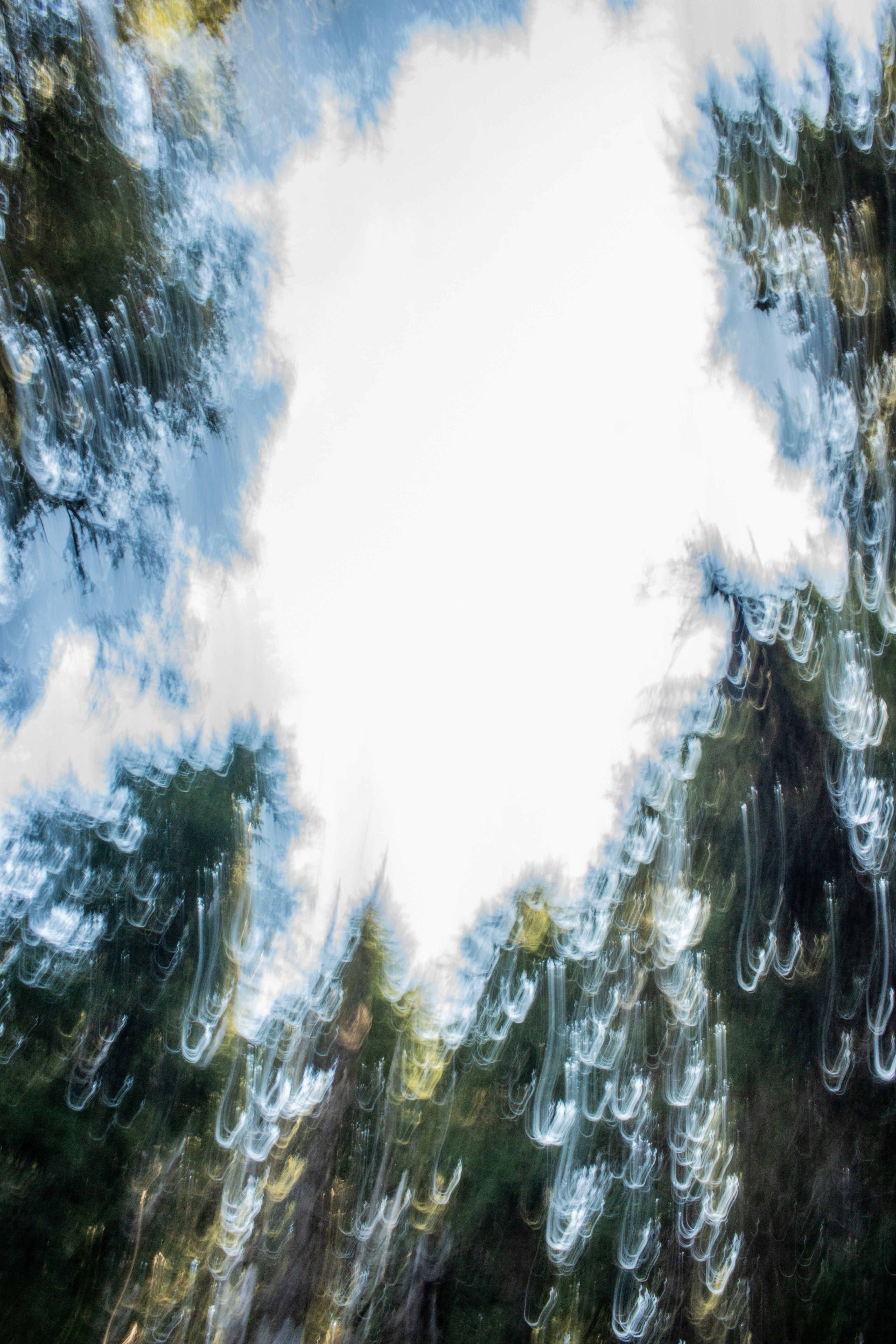 Whirlwind Canopy: Motion-Blured Skyward Through Tree Fronds