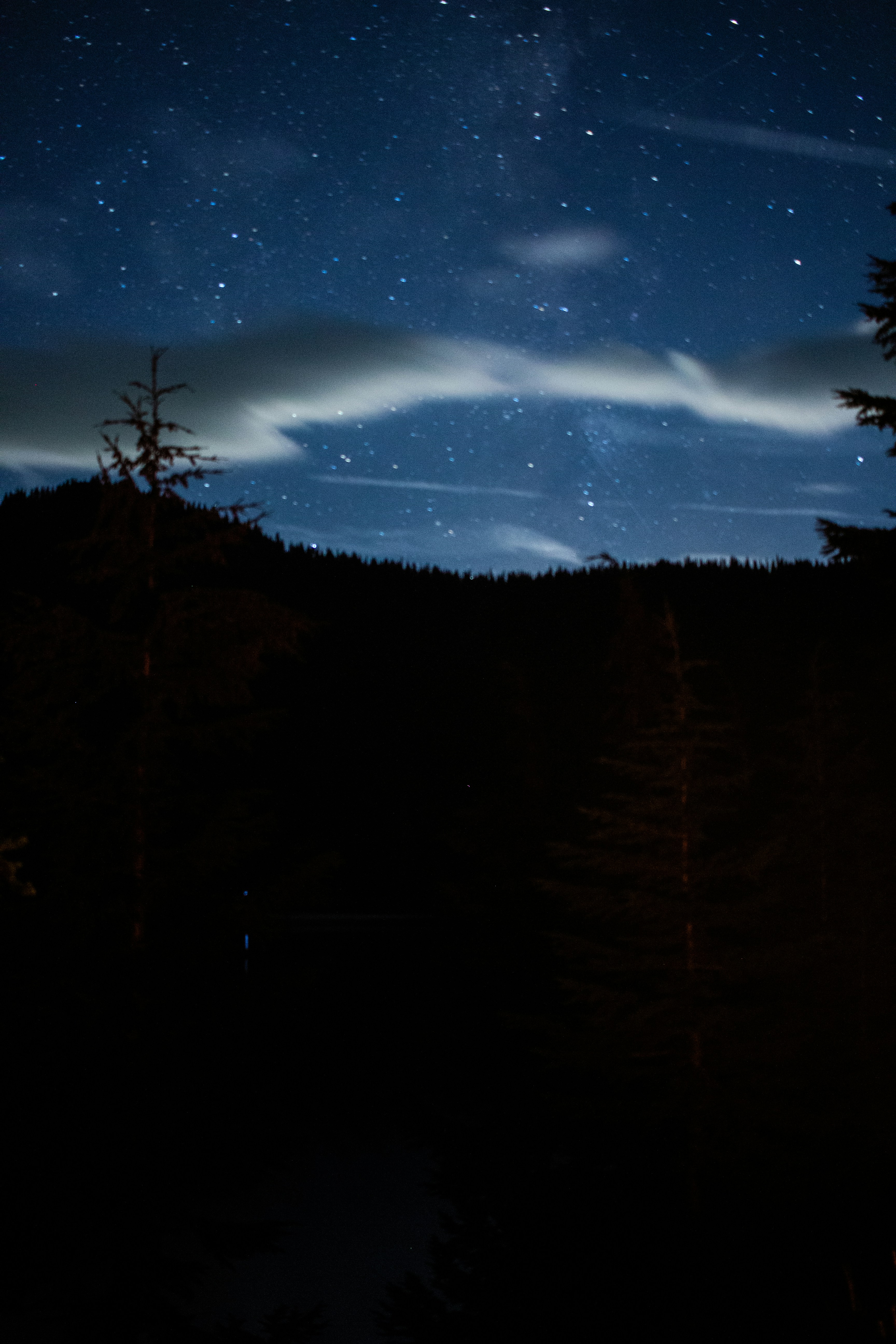 Starfall over the Pines: A Quiet Night Sky