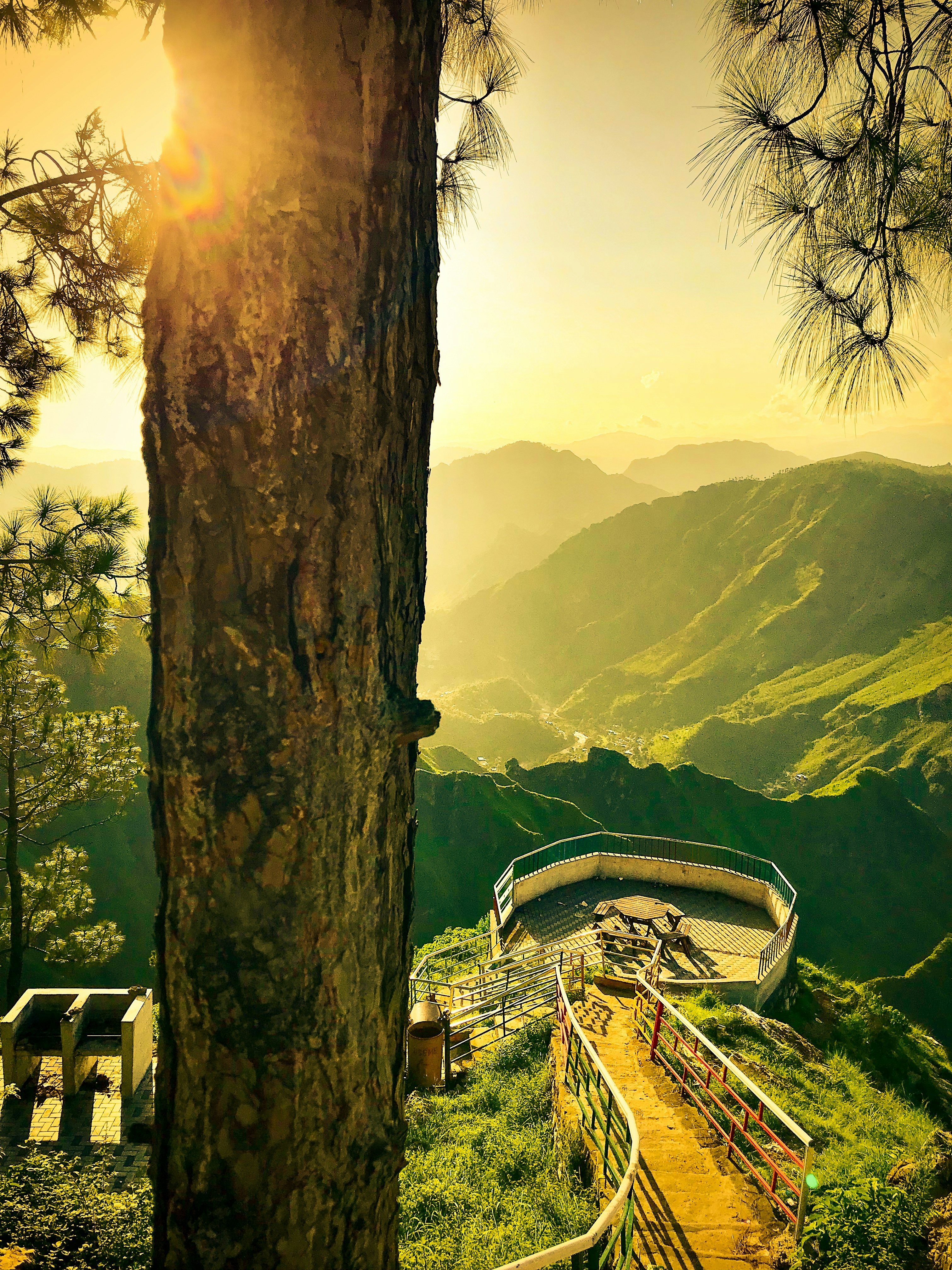Sunlight filters through pine trees illuminating a winding path in lush green mountains.