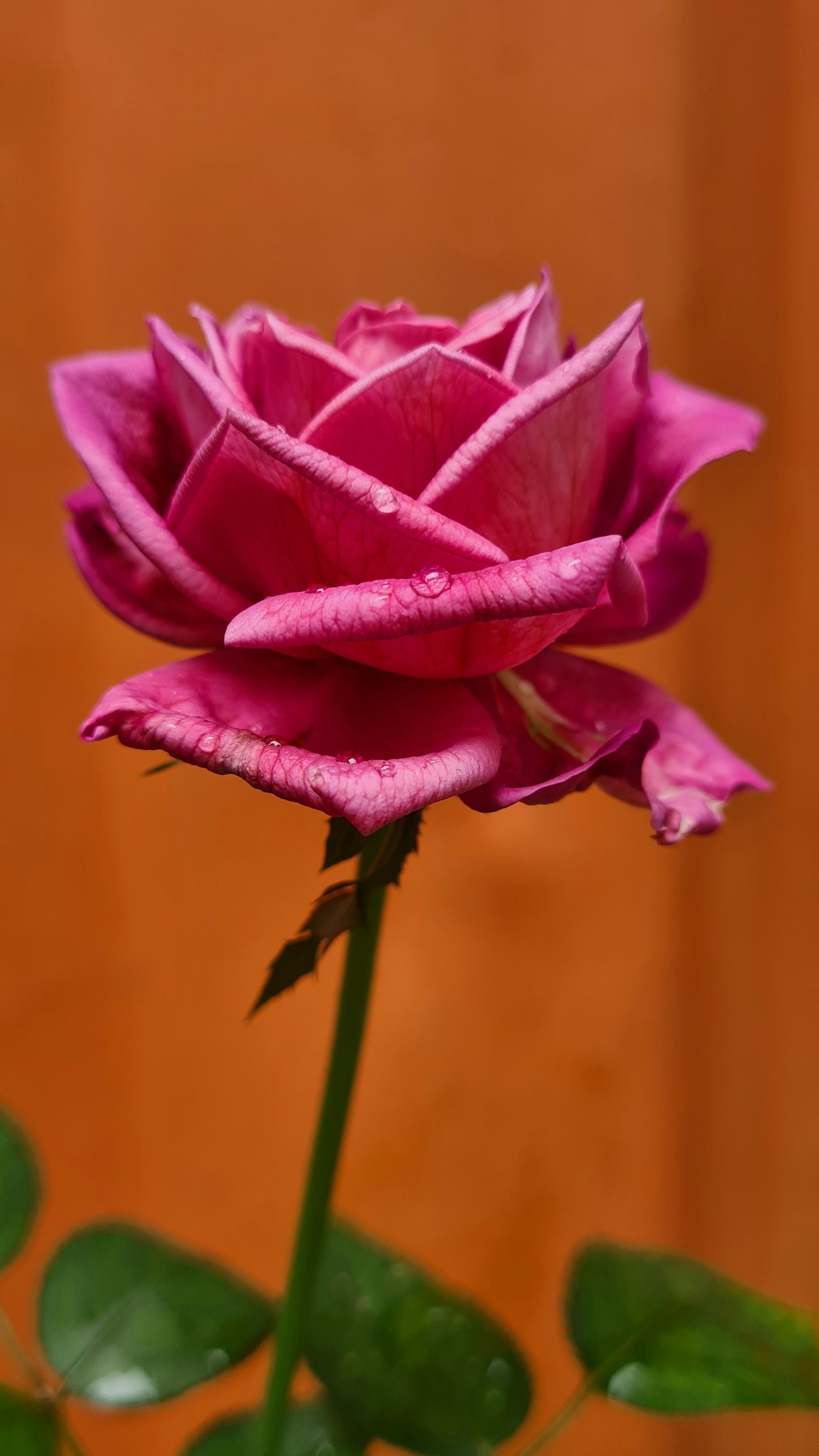 Perry Stevens (@perrytheimp) | Komunitas Foto Unsplash